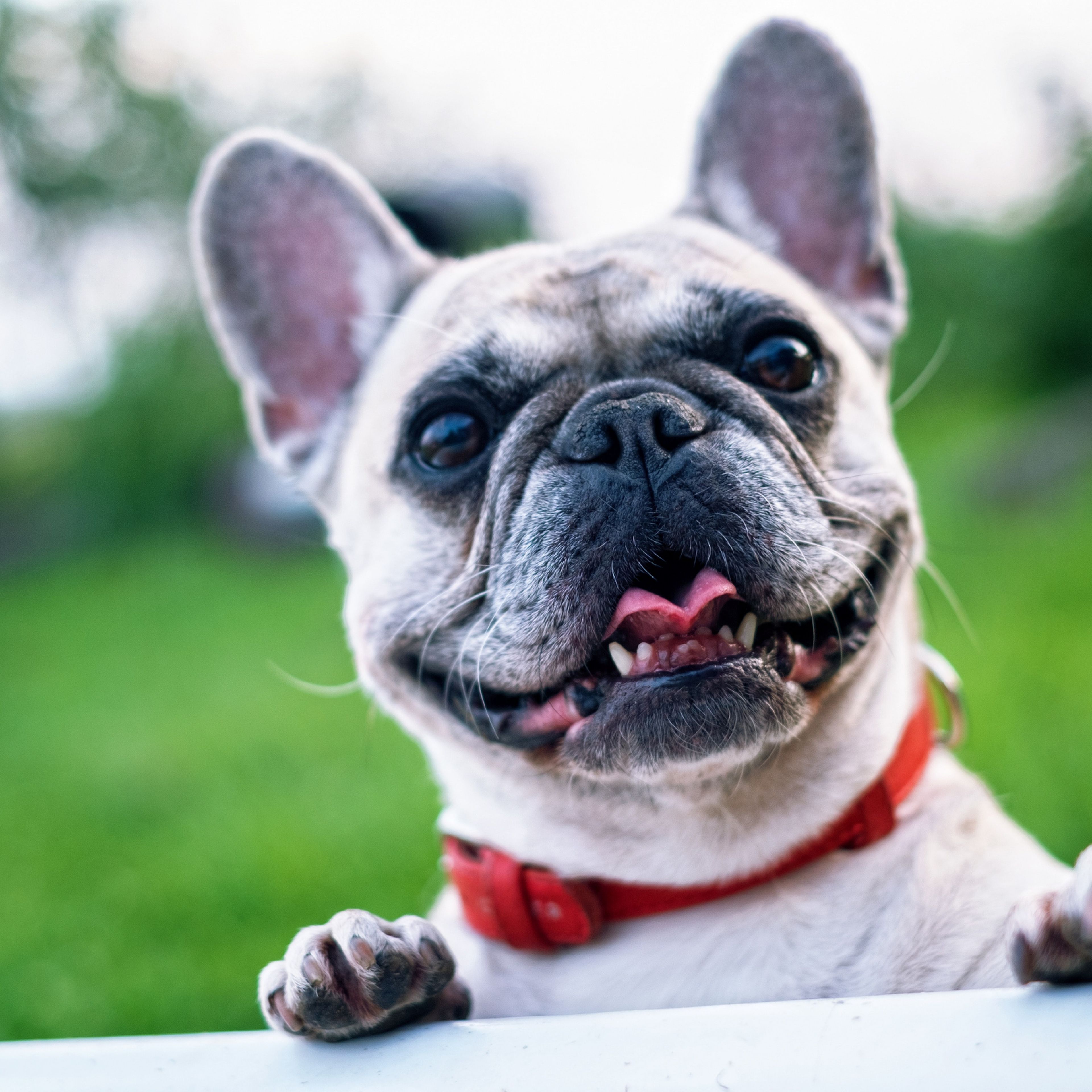How Much Do Vet Bills Cost What You Need To Know Napo Pet Insurance