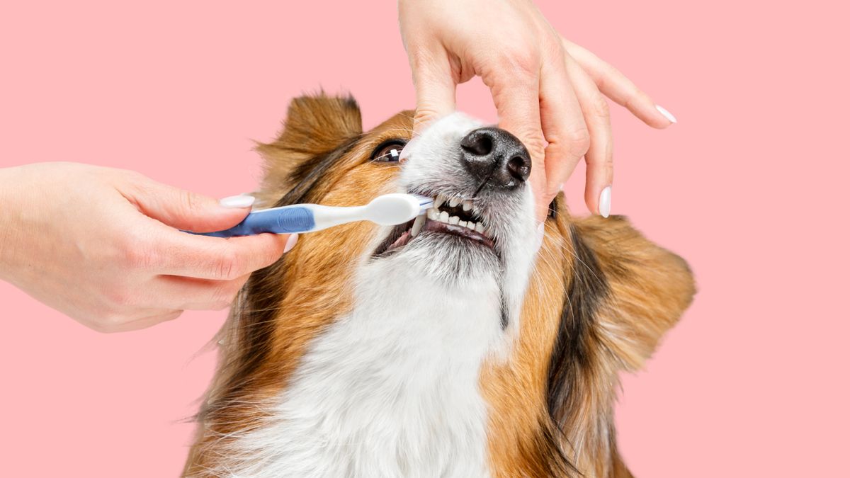 How to keep your pet's teeth healthy | Napo Pet Care