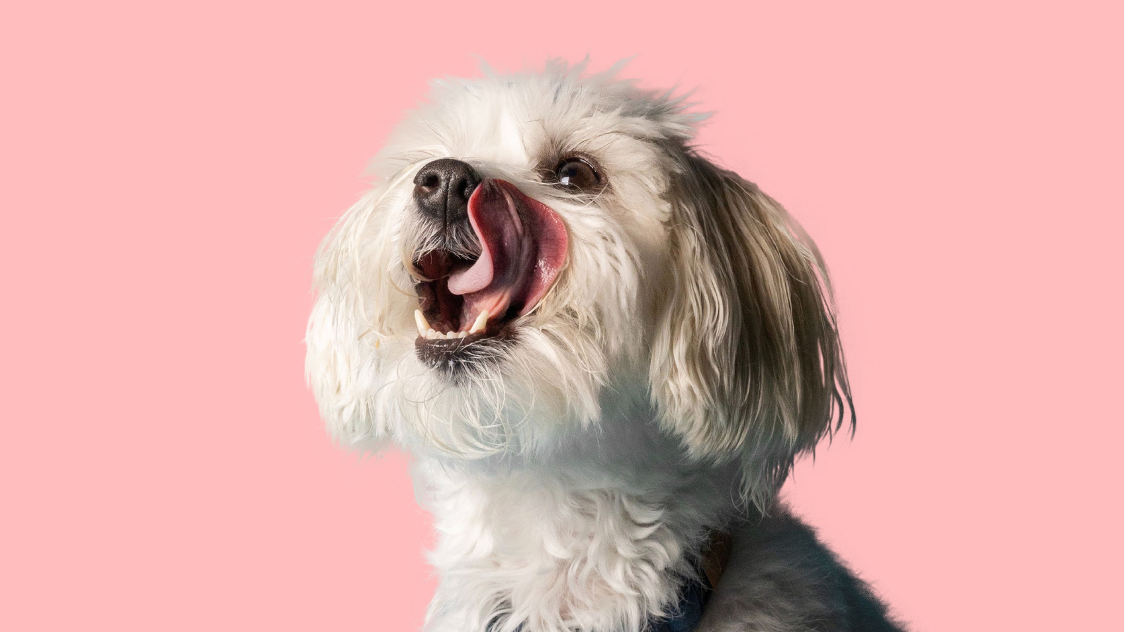 Blog Napo Pet Insurance