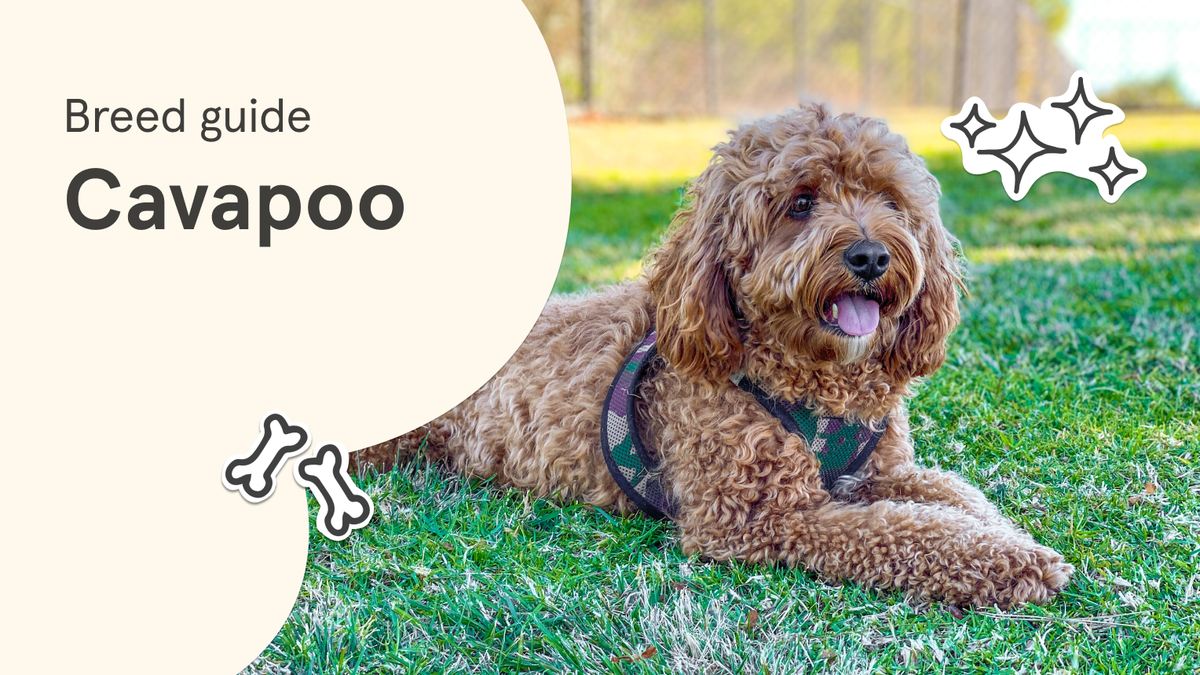 Everything you need to know about Cavapoos | Napo Pet Care