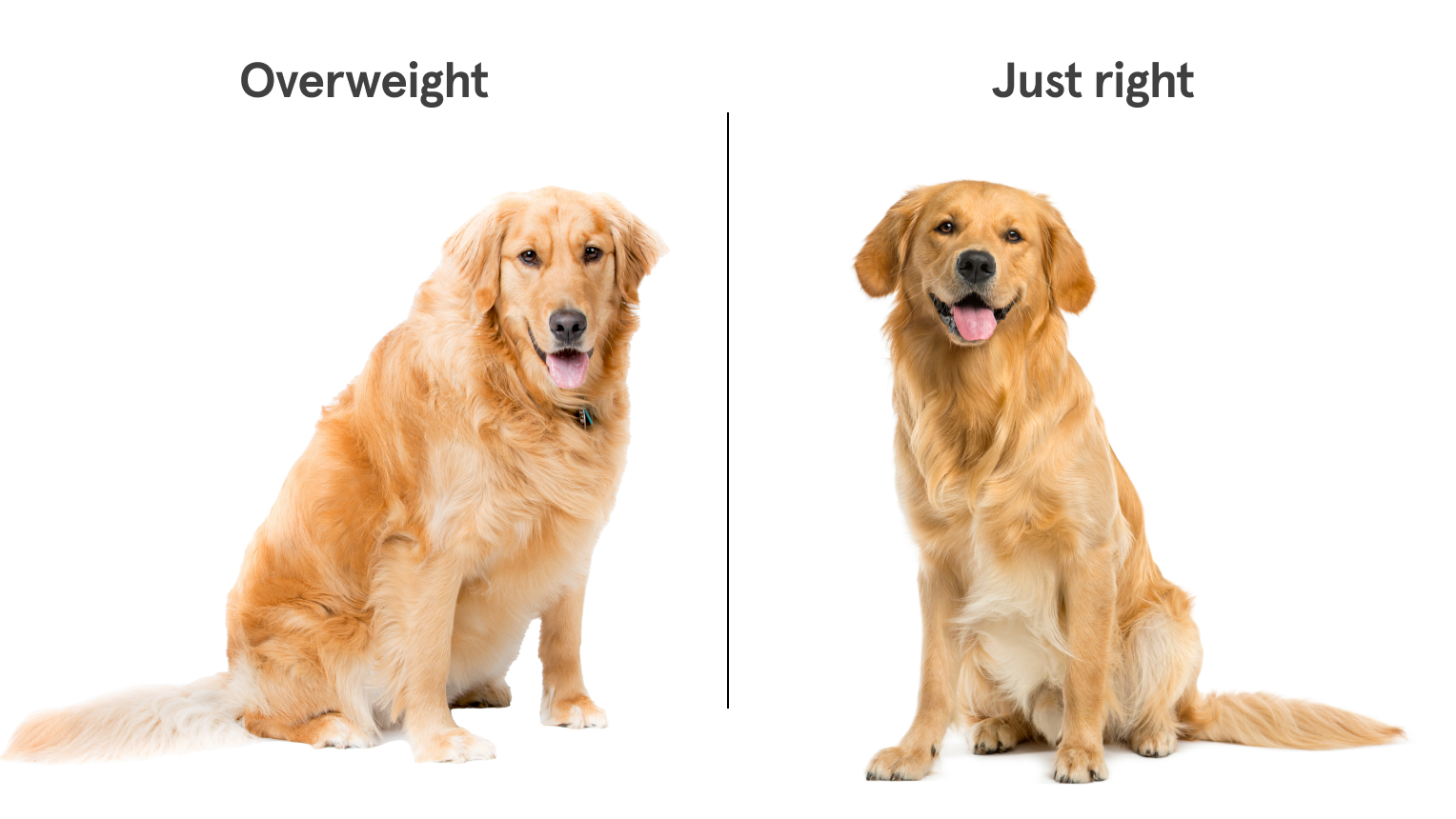 Meu cachorro só quer comer quando eu pego a guia pra passear ...