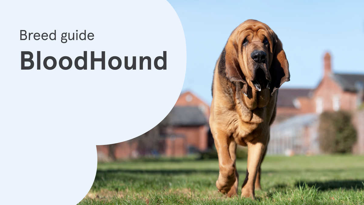 Everything you need to know about: Bloodhounds | Napo Pet Care