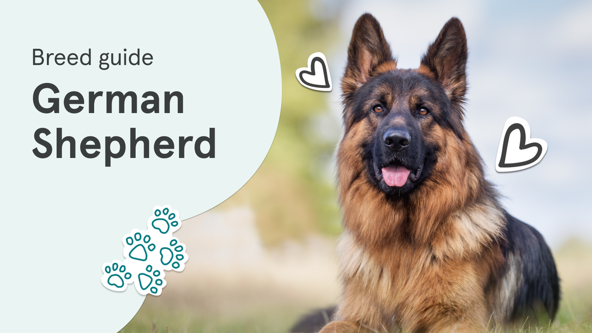 Everything you need to know about German Shepherds | Napo Pet