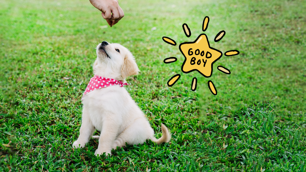 Top tips on how to train a puppy from a clinical animal behaviourist ...