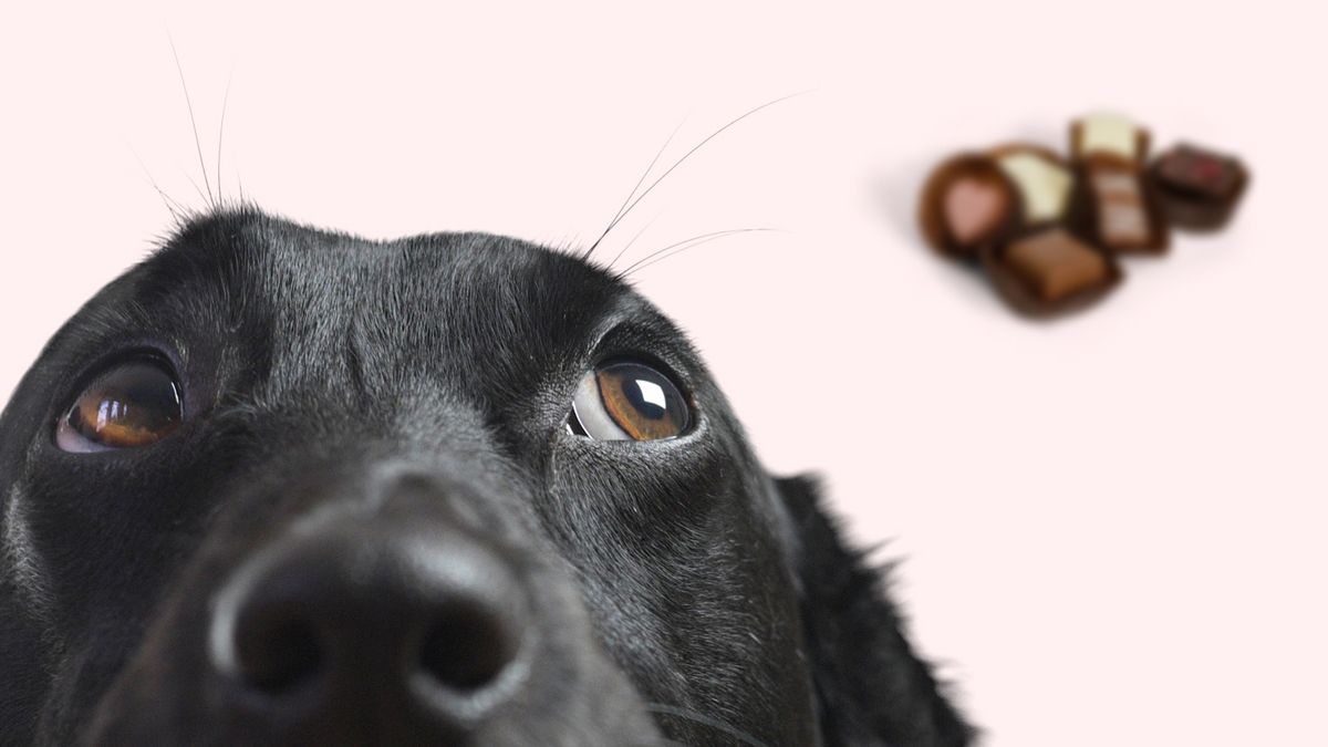 Why is chocolate bad for dogs? And how much chocolate is poisonous to ...