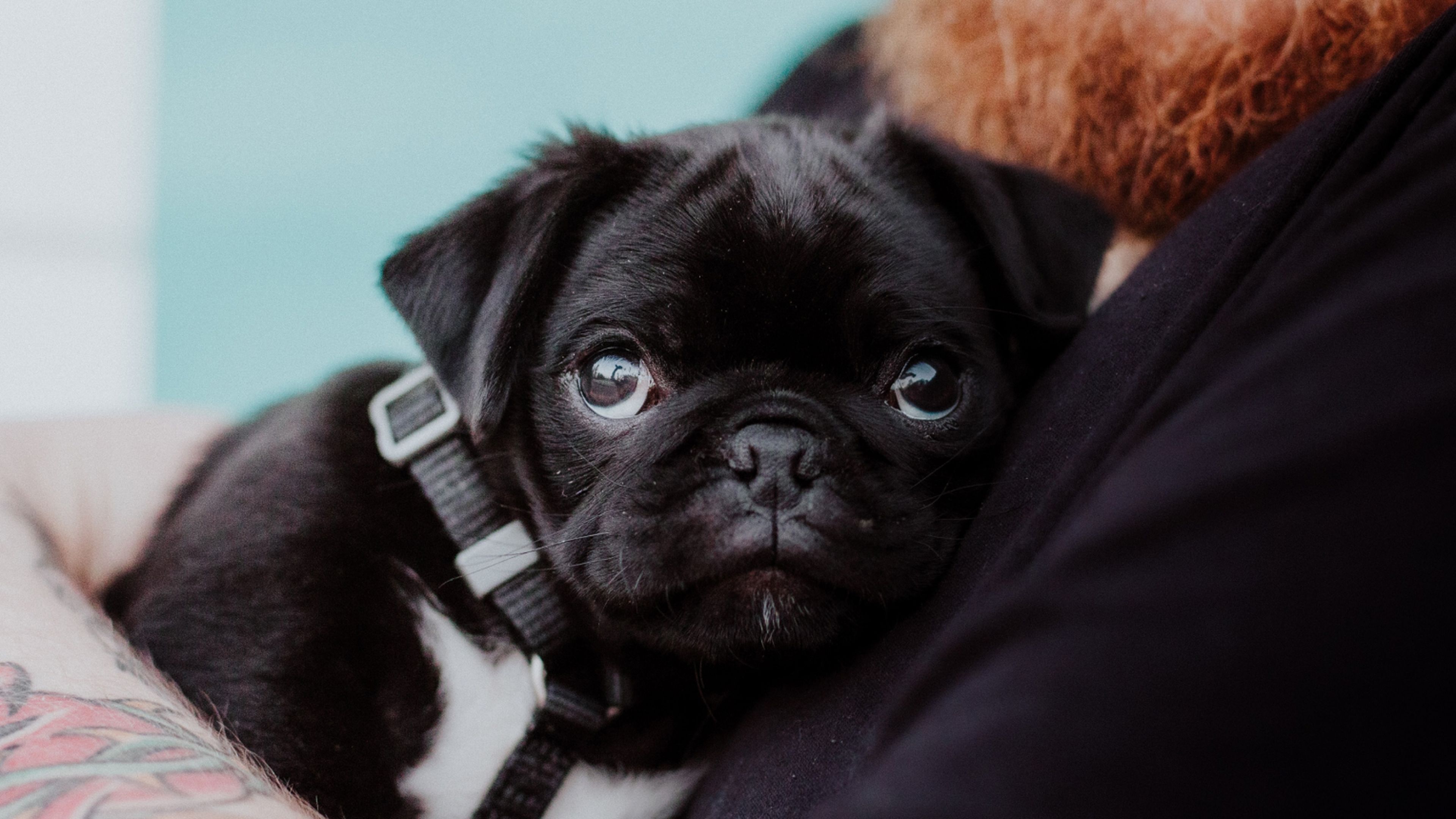 Everything you need to know about Pugs | Napo Pet Care