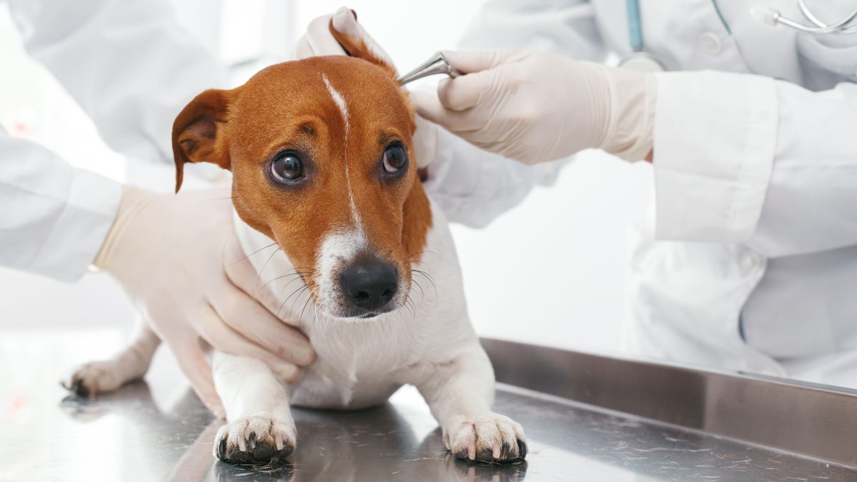 8 ways to stop your dog being scared of the vet | Napo Pet Care
