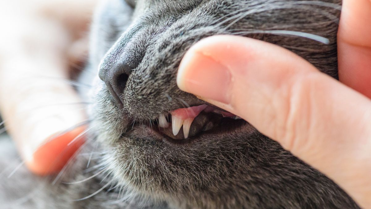 From plaque to extract: how dental disease progresses in pets | Napo ...
