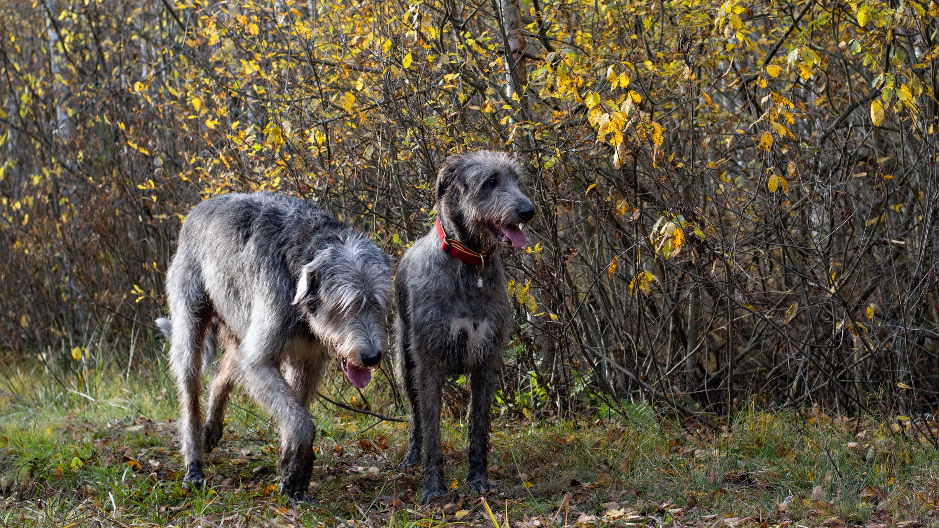 Everything you need to know about Irish Wolfhounds | Napo Pet Care