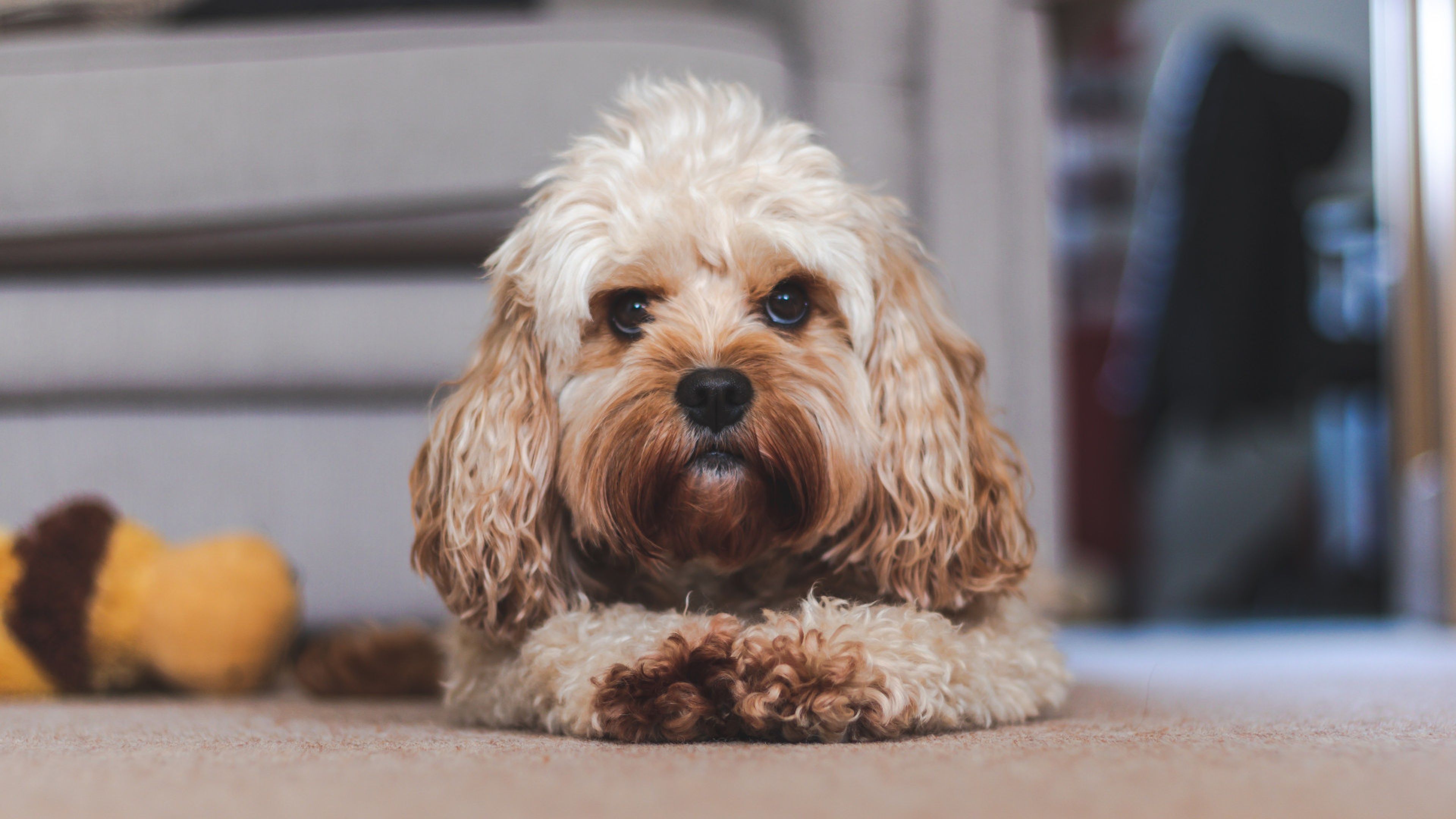 Everything you need to know about Cavapoos | Napo Pet Care