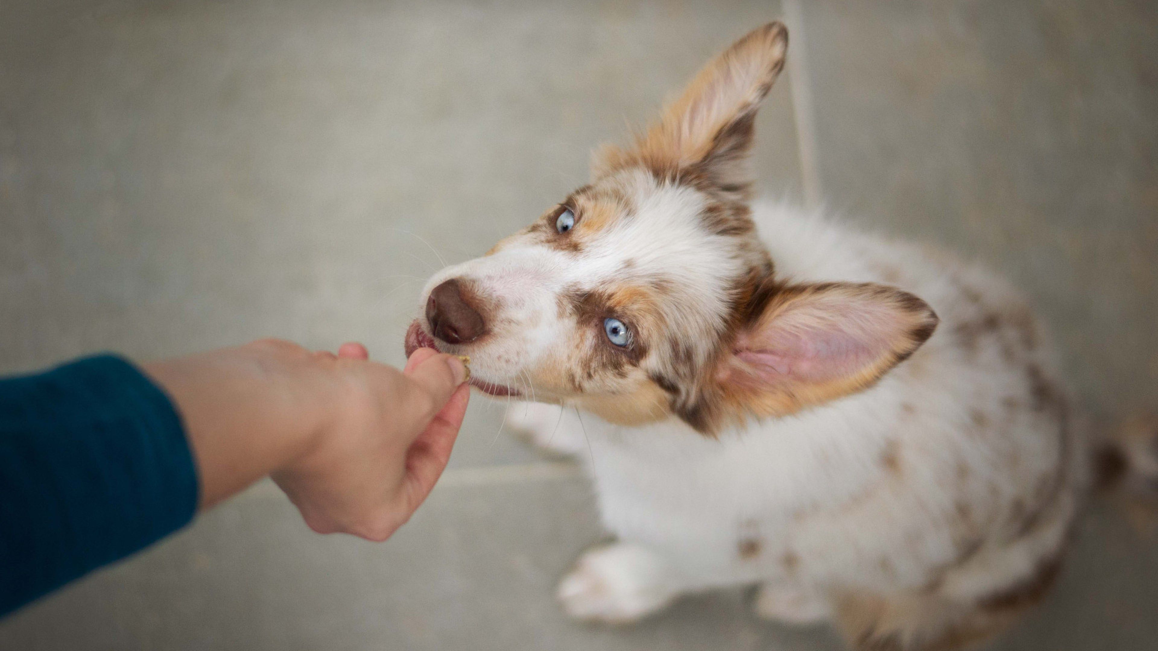 Top tips on how to train a puppy from a clinical animal behaviourist ...