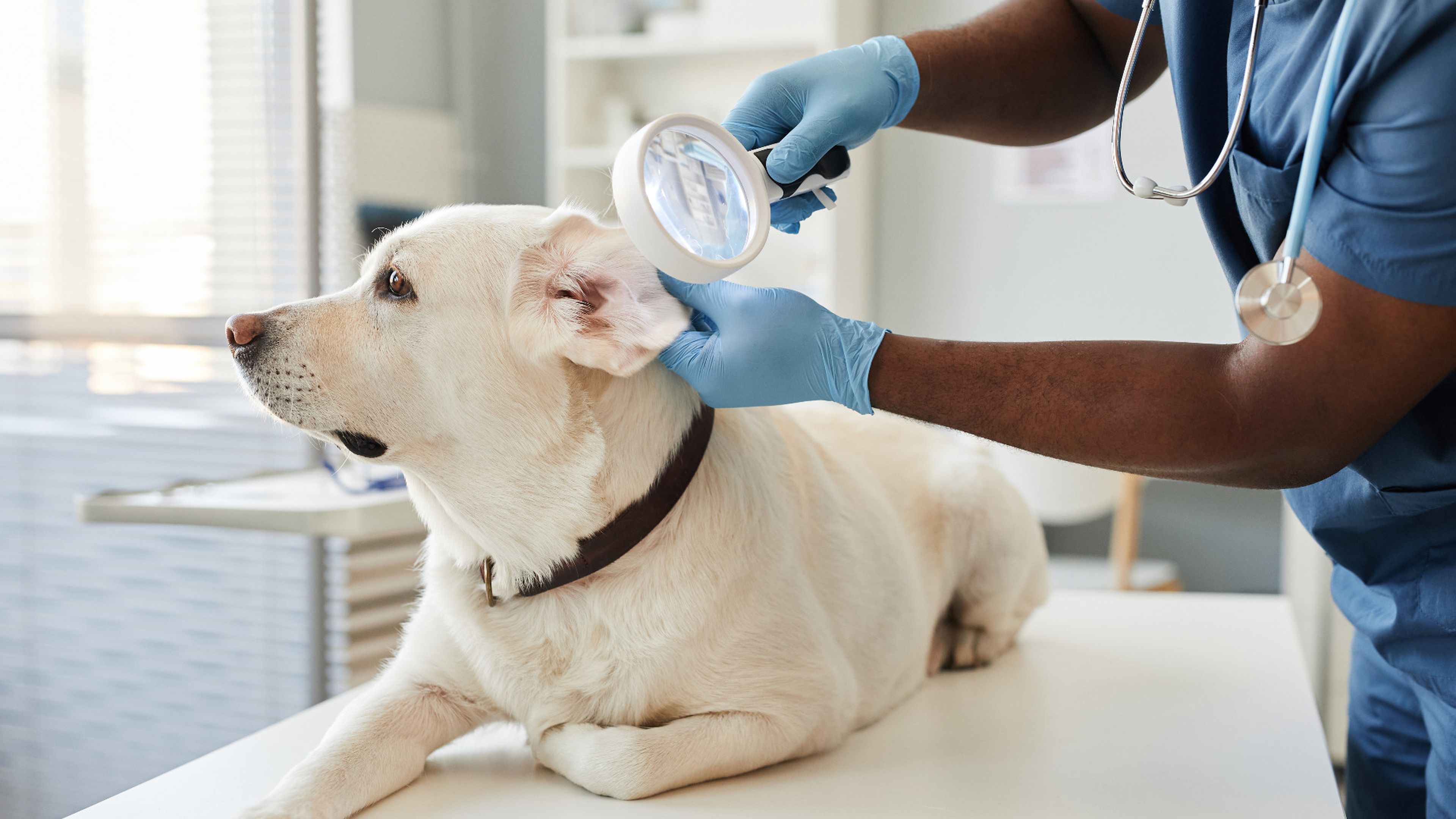 Fuss-free pet insurance with direct to vet payments | Napo Pet Care