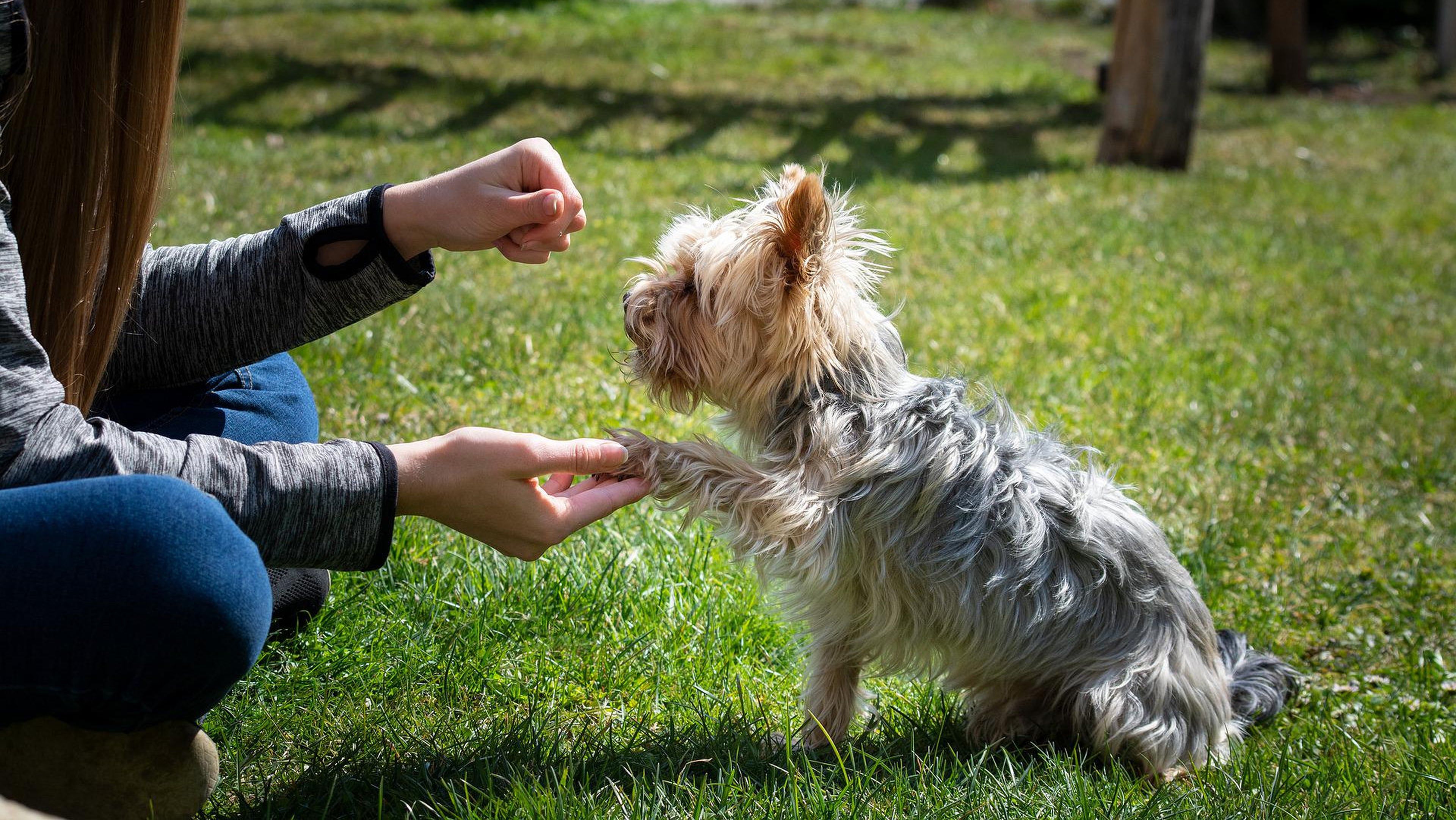 What Is The Difference Between A Dog Trainer And A Dog Behaviourist