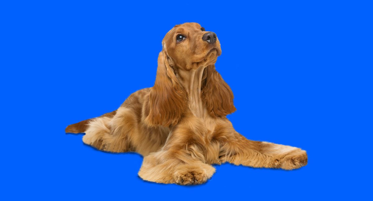 Everything you need to know about: English Cocker Spaniels | Napo Pet ...