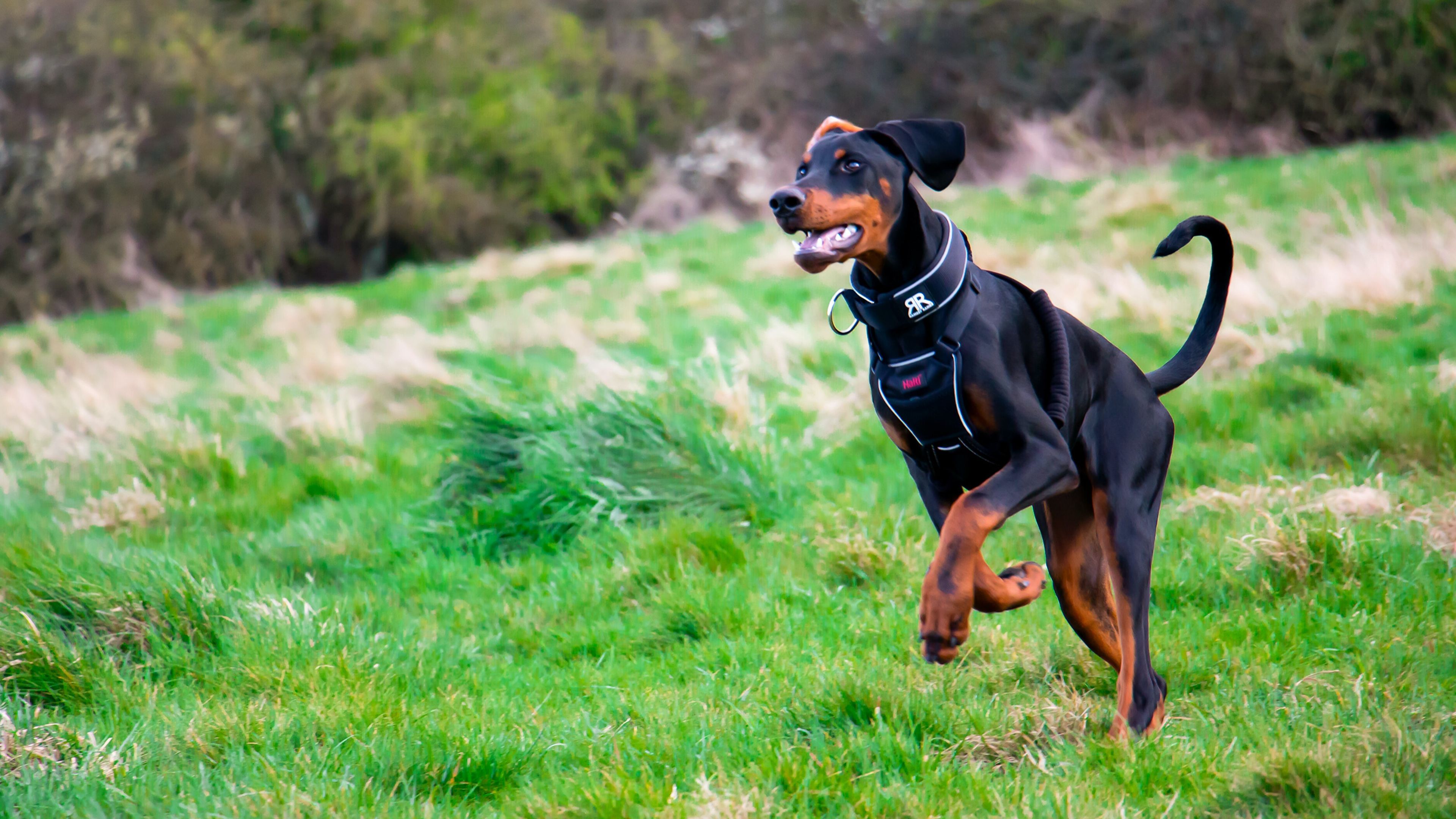 Everything you need to know about Dobermans | Napo Pet Care