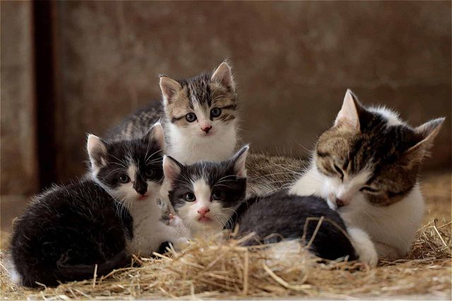 Die Hauskatze | Homeschooling4kids