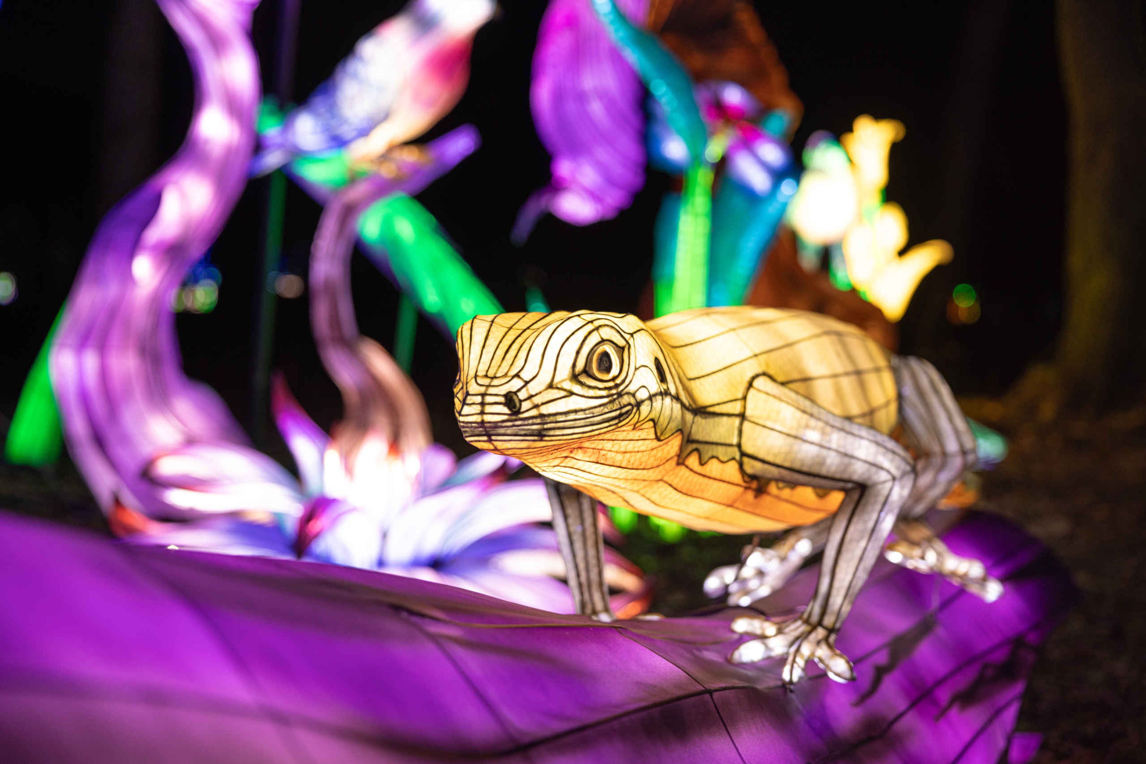 Light Safari | Safaripark Beekse Bergen