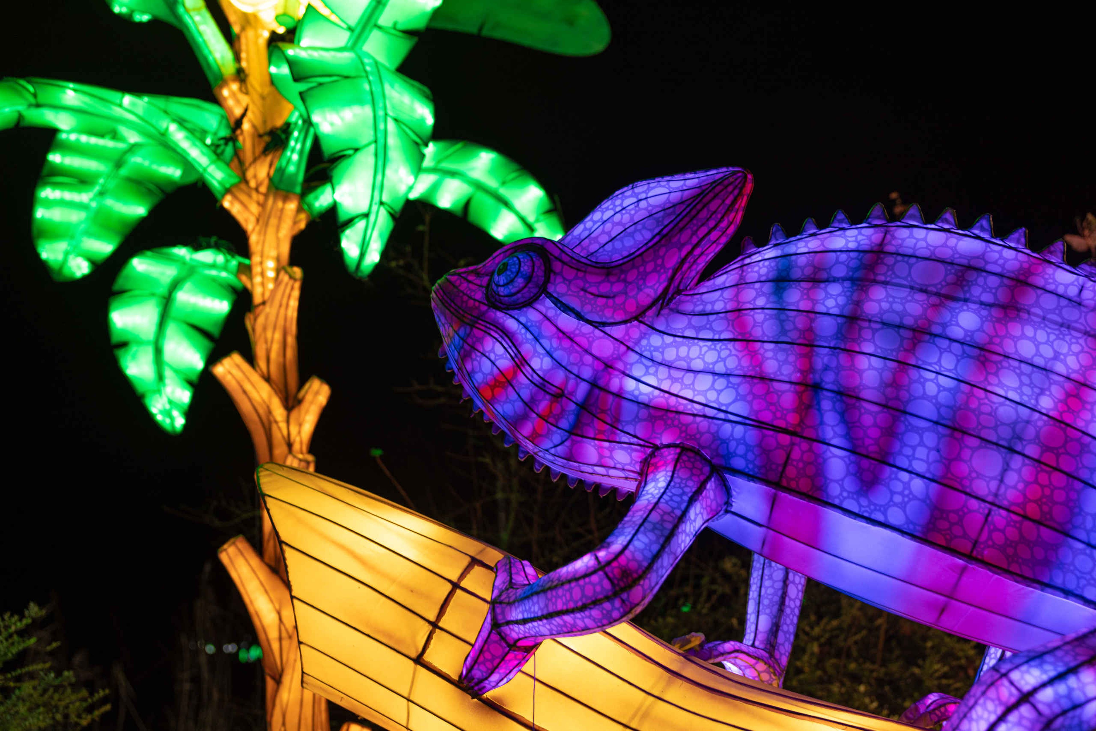 Light Safari | Safaripark Beekse Bergen