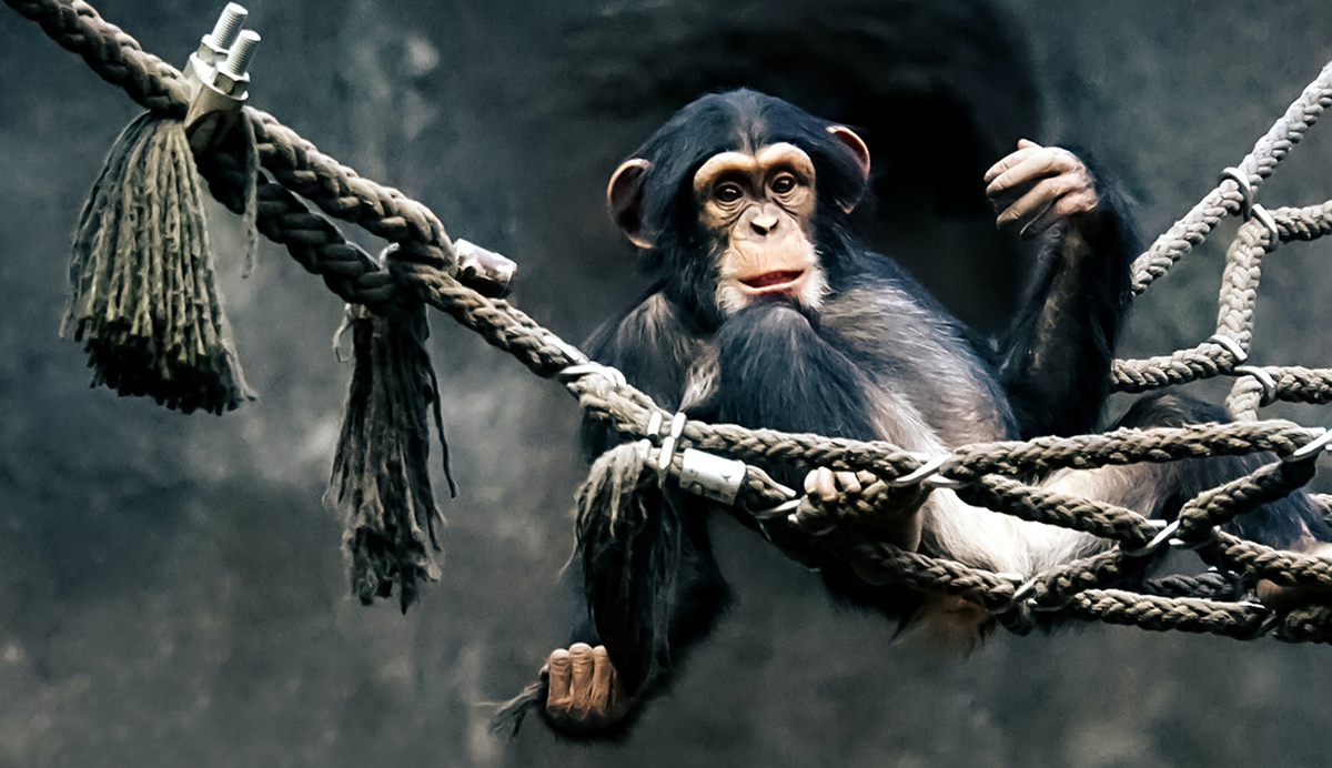 眼动追踪在非人类先灵长类动物研究中的应用 - Tobii