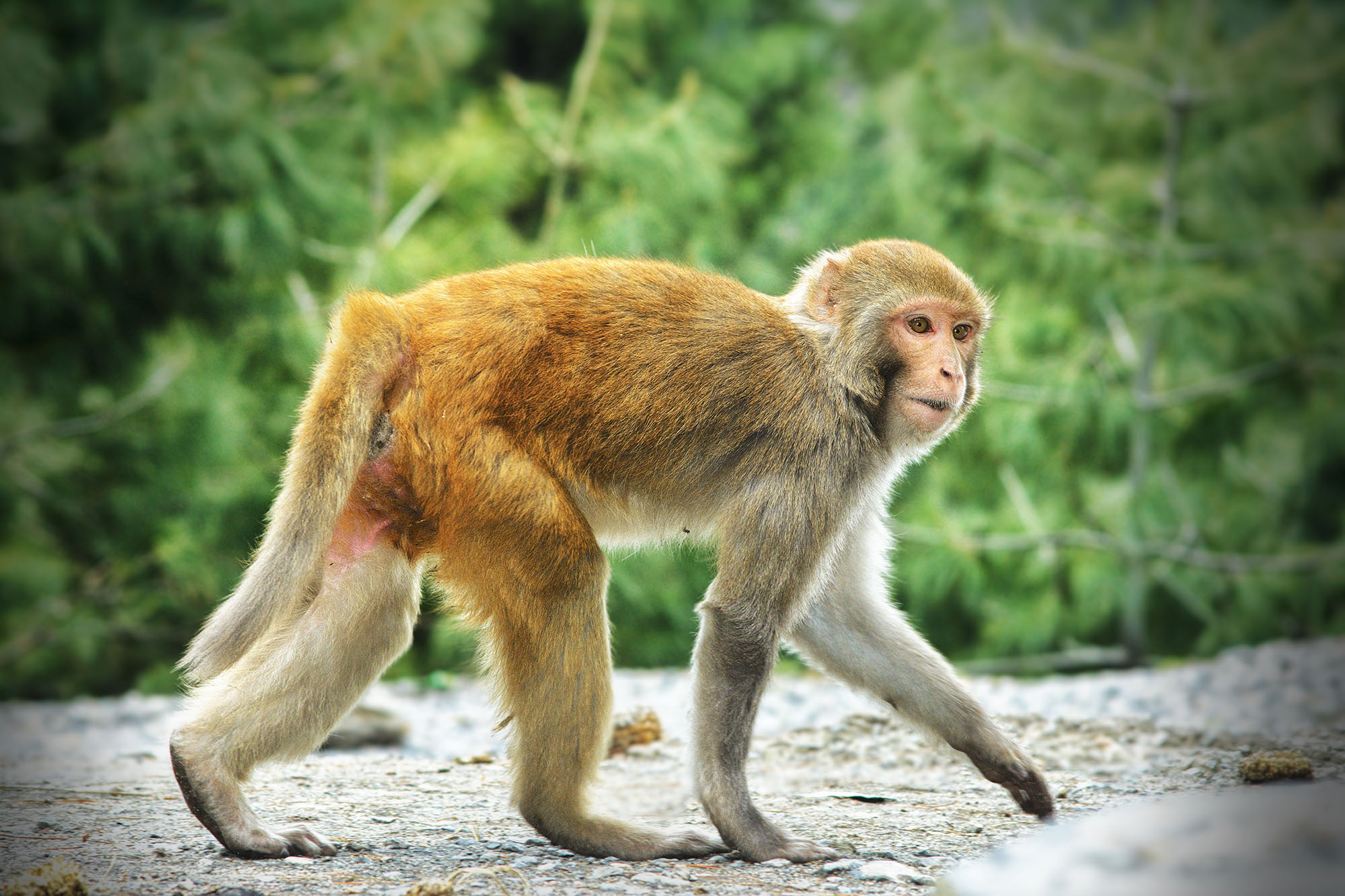 Non Human Images Researchers Restore Fertility In Non Human Pr