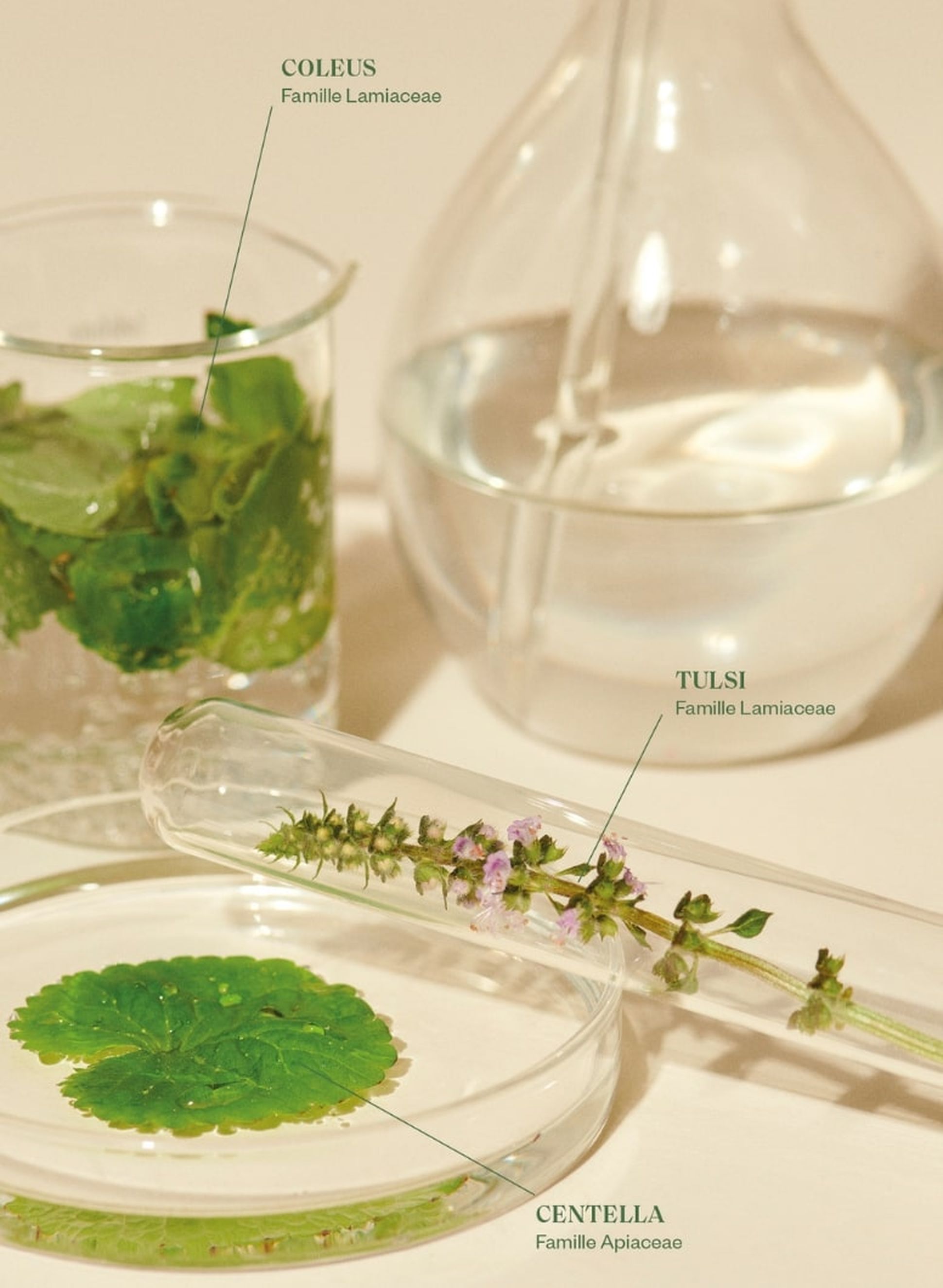 The future of botanical skincare | Ulé