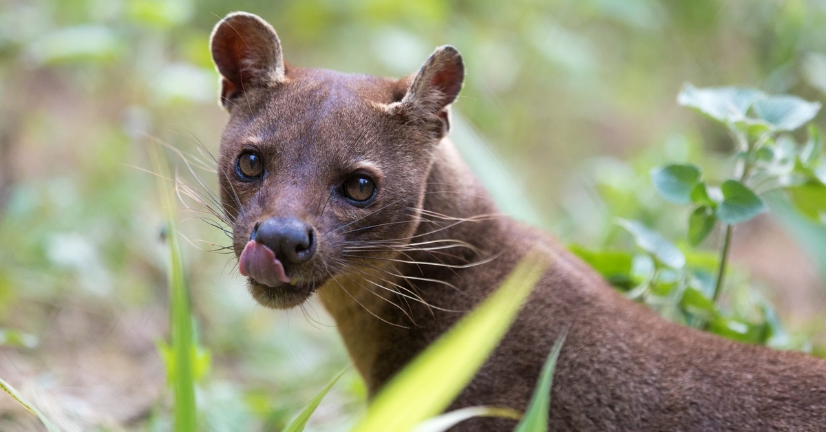 Extraordinary new species in 2019: the fossa! - ZooParc