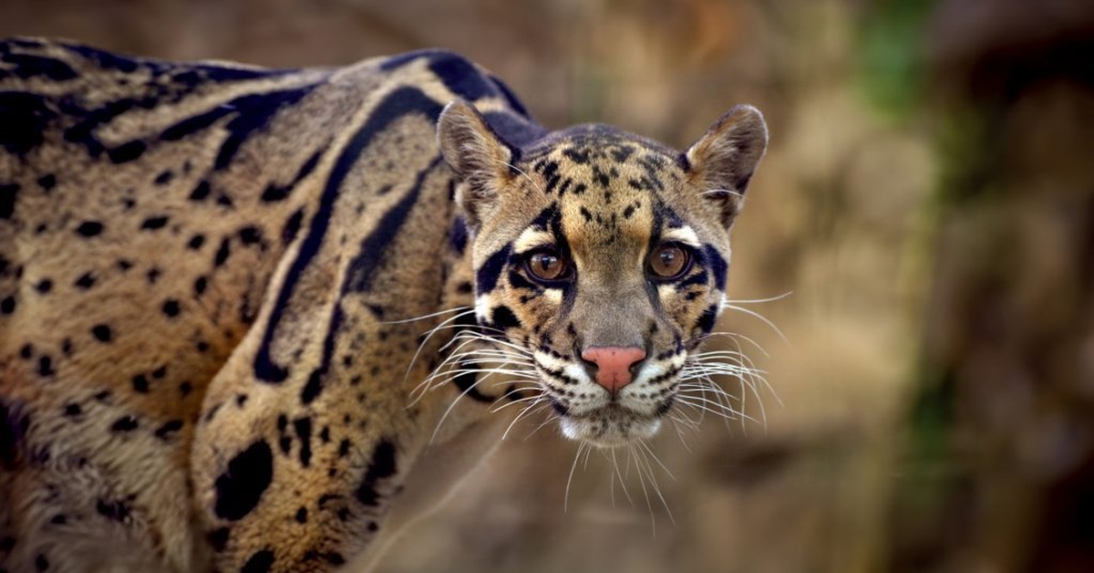 ZooParc builds enclosure for new species: clouded leopards