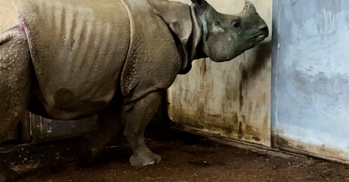 Eindhoven Zoo verwelkomt vrouwelijke Indische neushoorn Duna