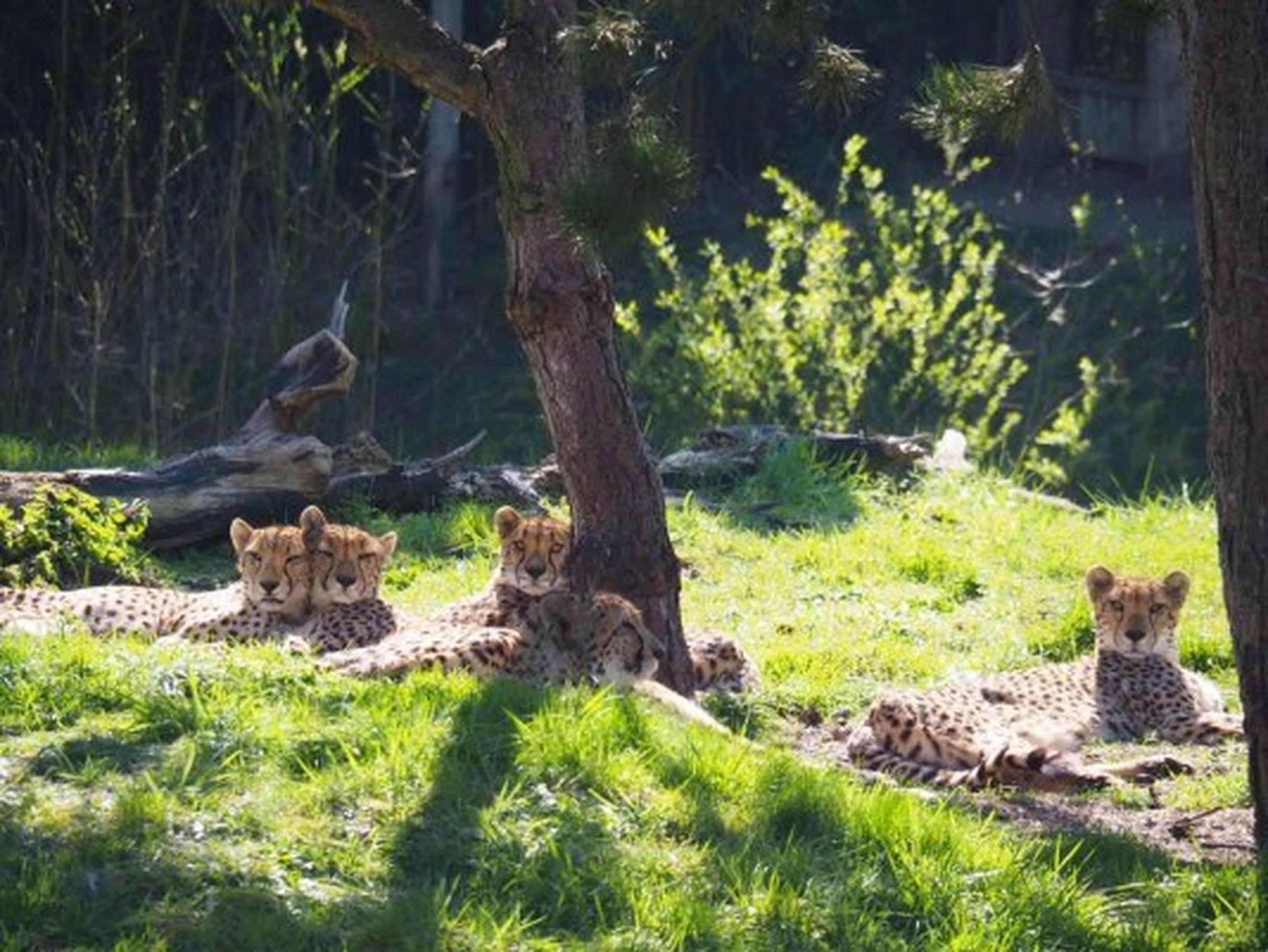 Cheetapard Cheetahs Are Coming Back: A Guide On How Not To Confuse