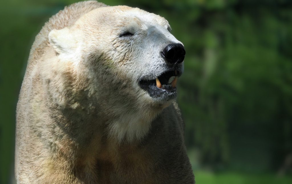 Ijsberen Eten Vis Verhaal Uit Het Hoge Noorden: Mijn Eerste Ijsvis!