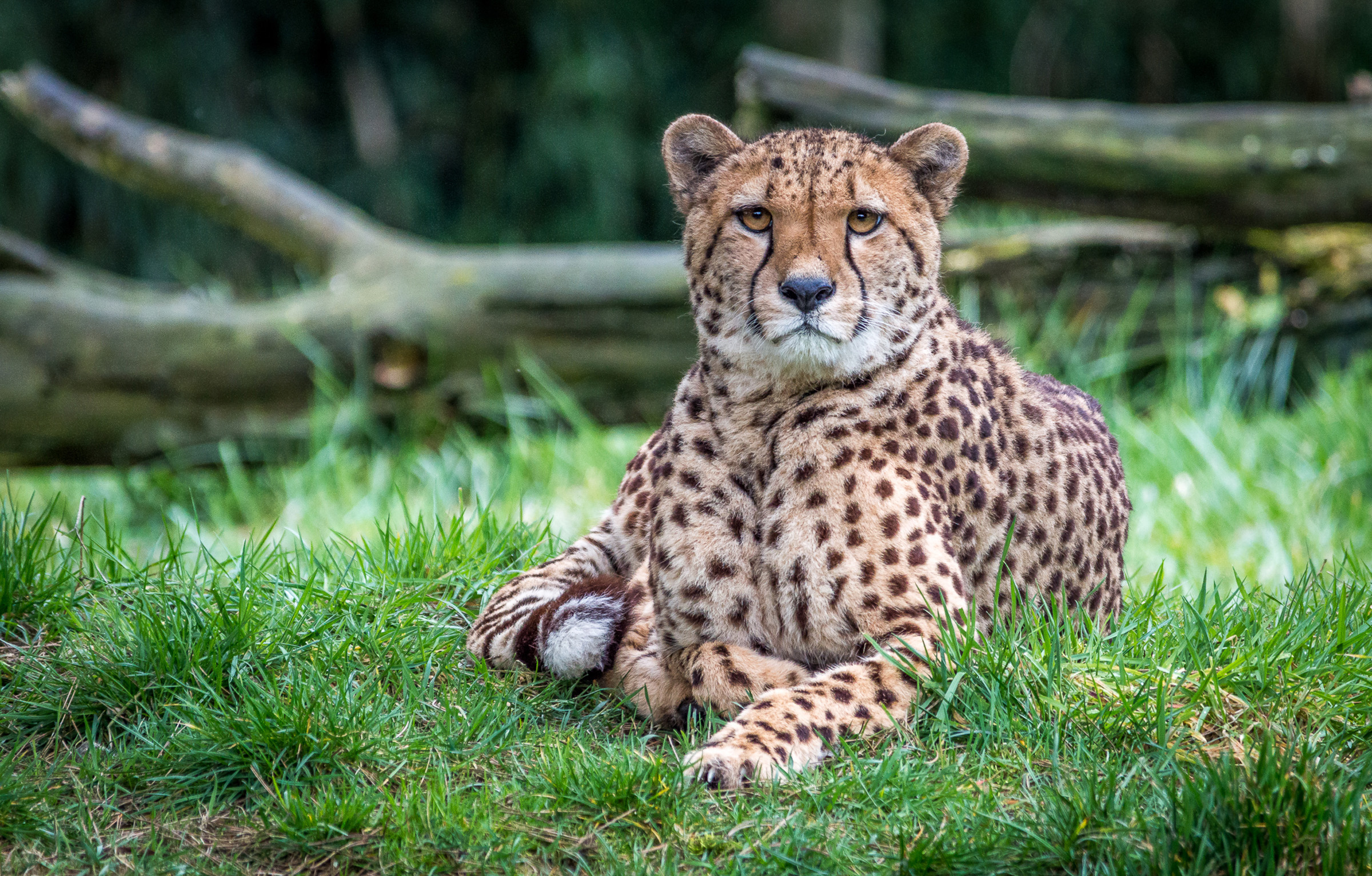 Cheetah Luipaard Hybride