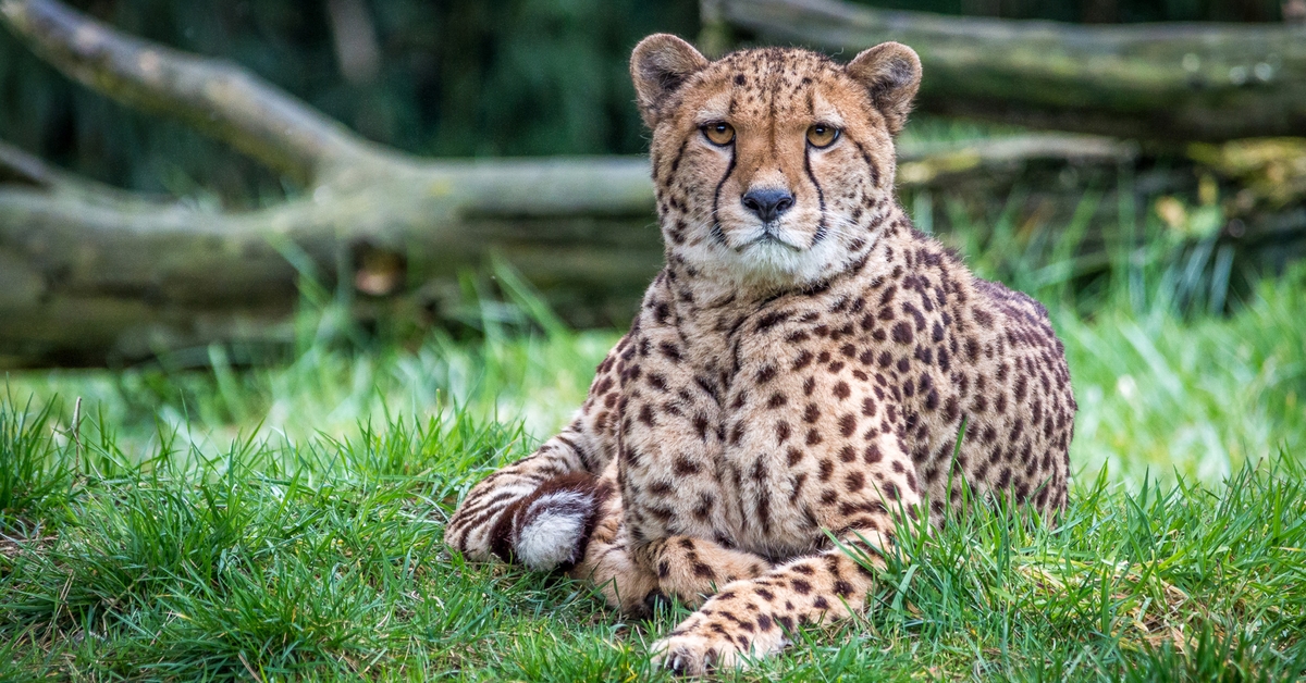 Cheeta | Alle informatie | Beekse Bergen
