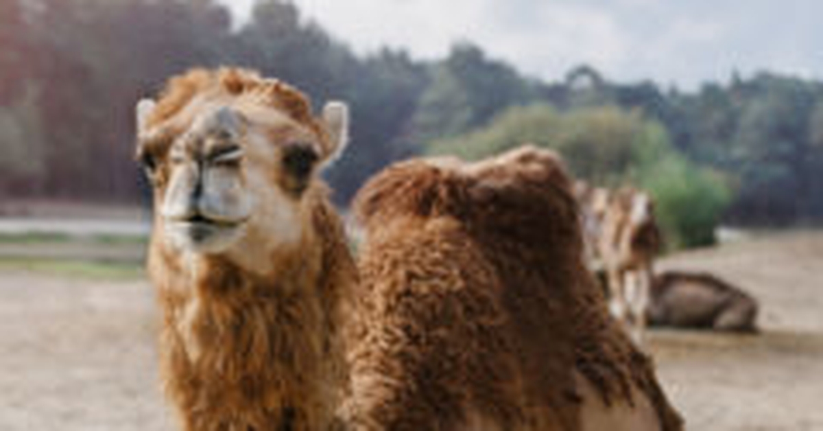 Camel | All information | Beekse Bergen