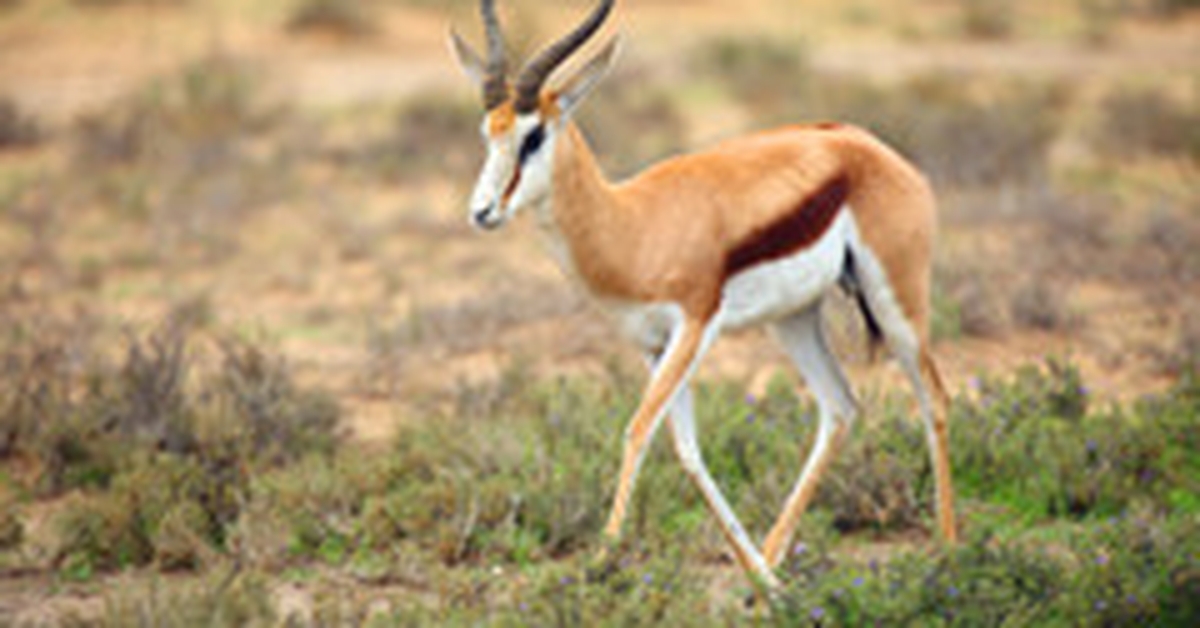 Springbock | Alle Informationen | Beekse Bergen