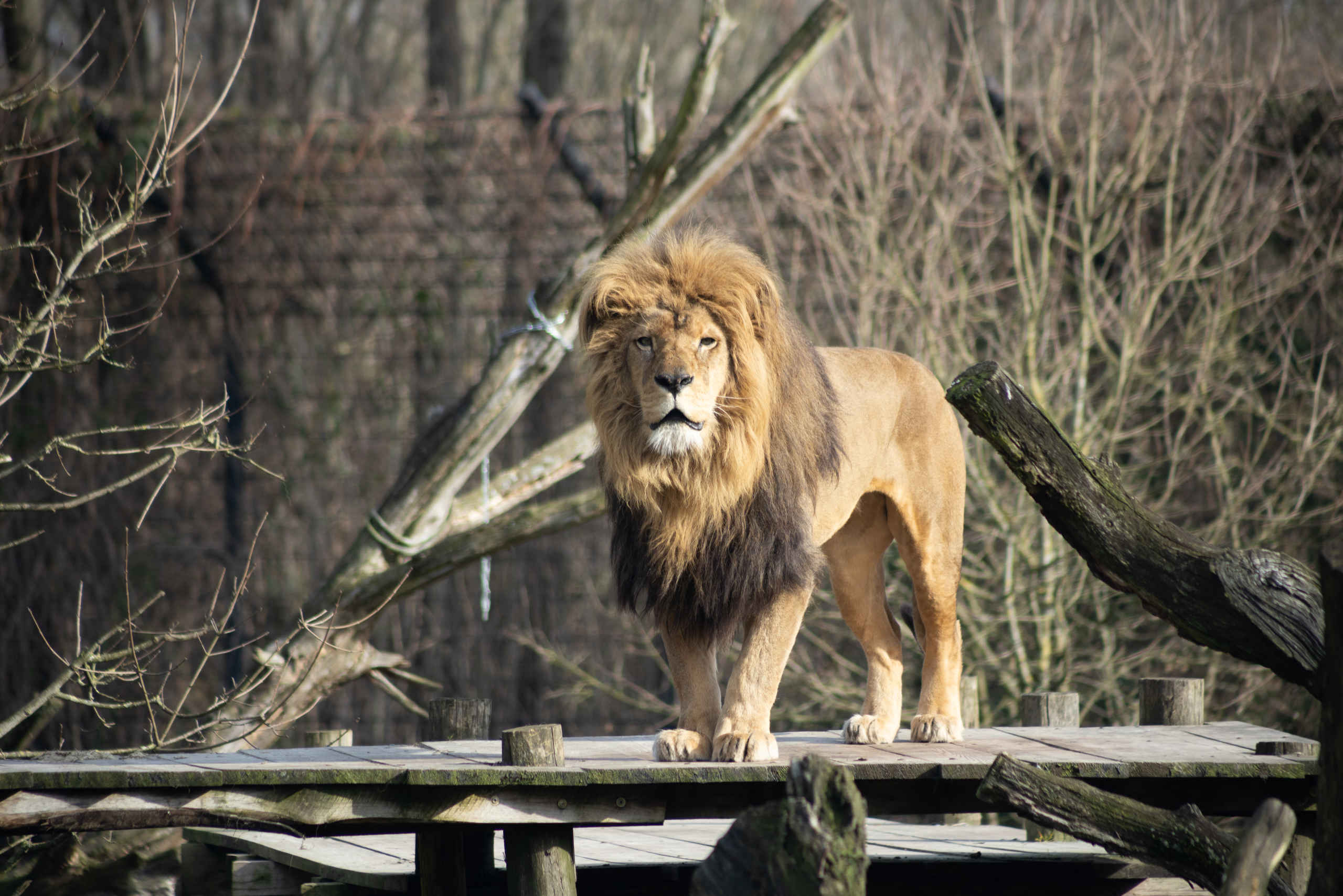 Kleinste Leeuw Ter Wereld