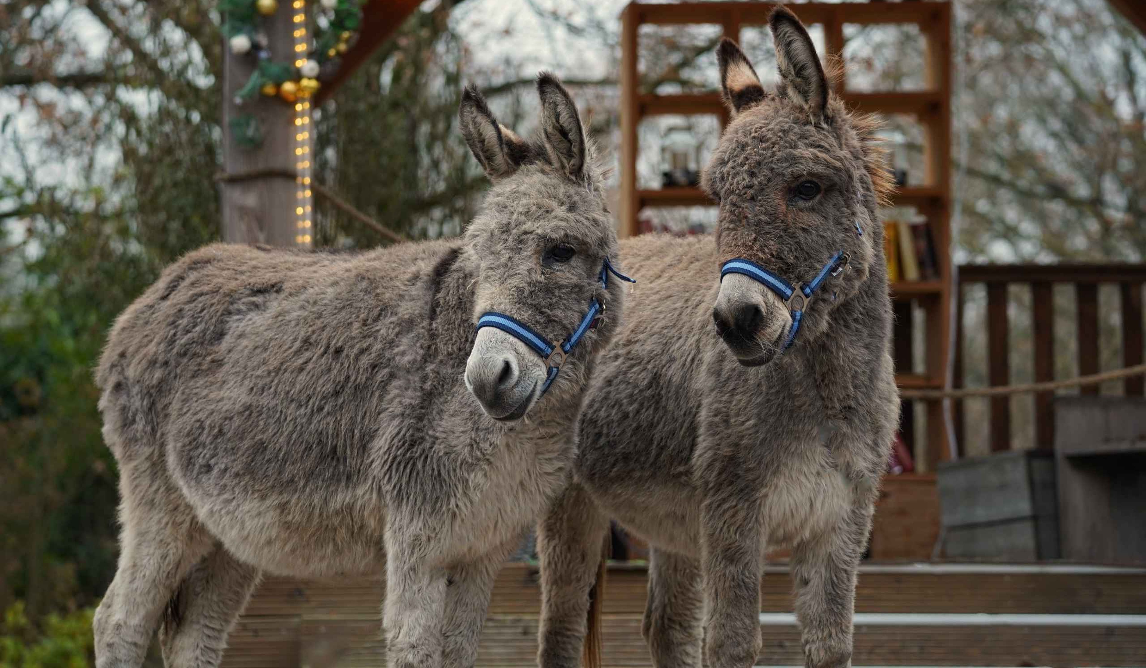 Dierenverzorging | Vakantiepark Dierenbos