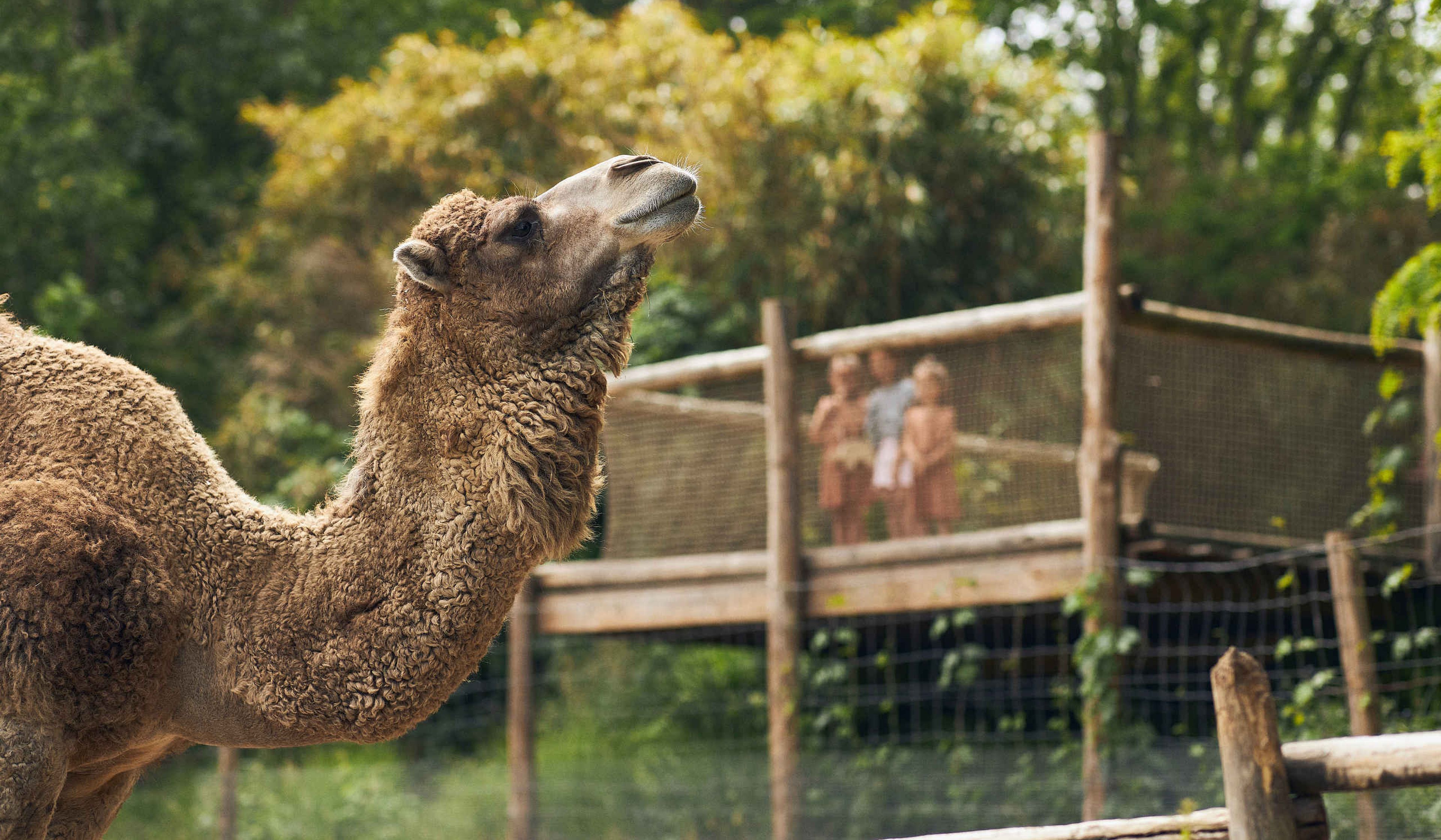 The adventurous zoo in the Netherlands | ZooParc Overloon