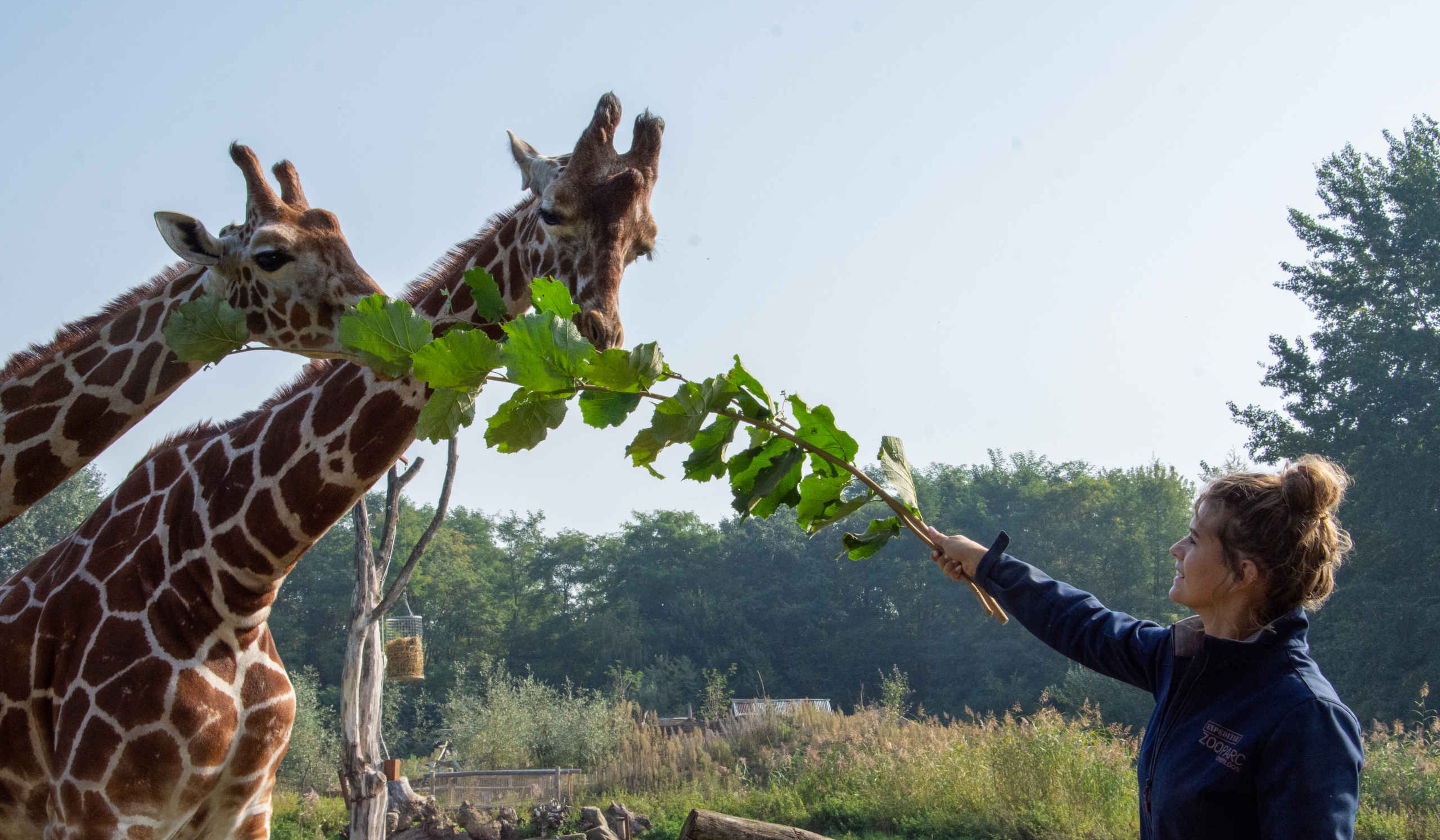 Ontdek het Zoo programma van ZooParc Overloon