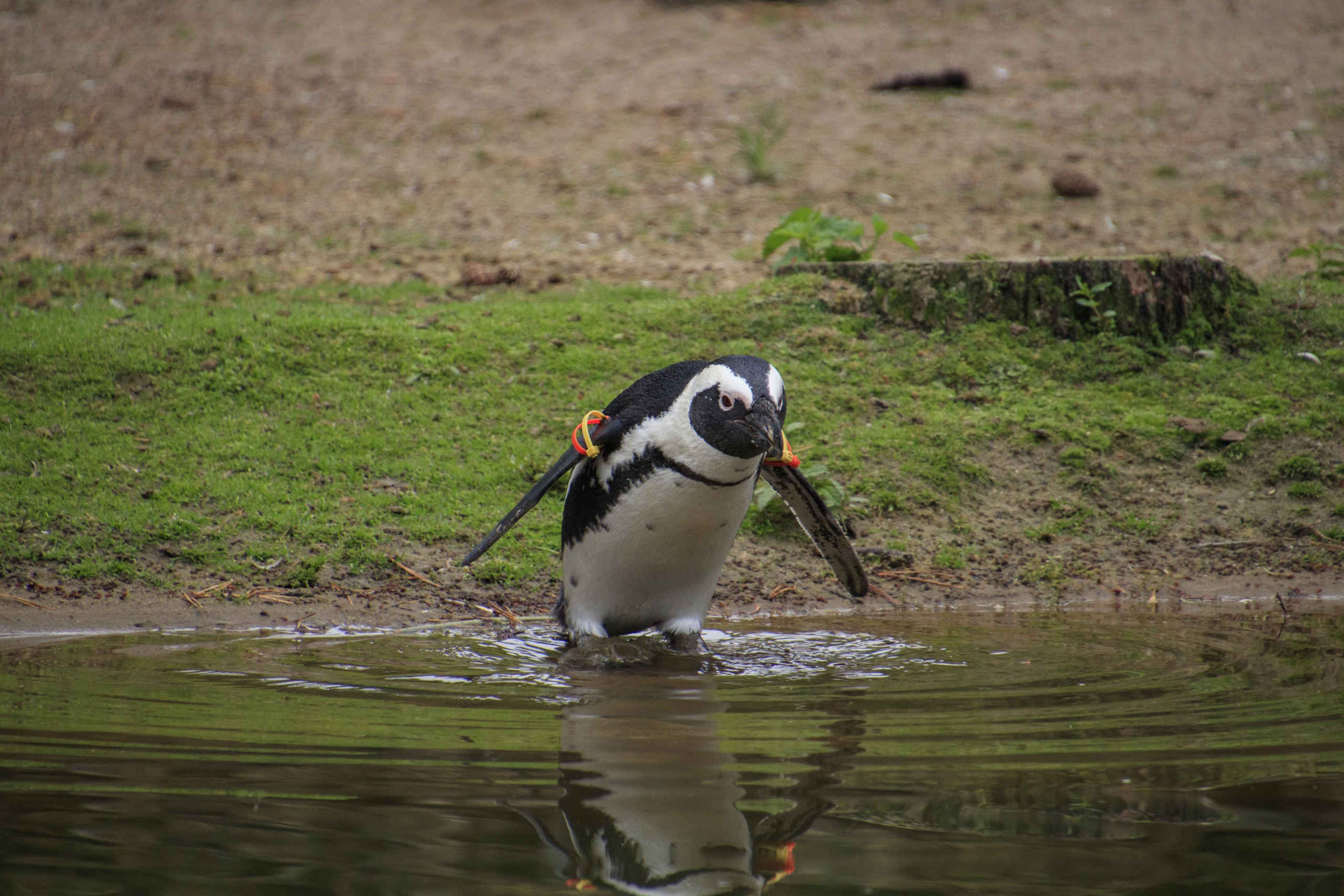 African penguin | All information | Beekse Bergen