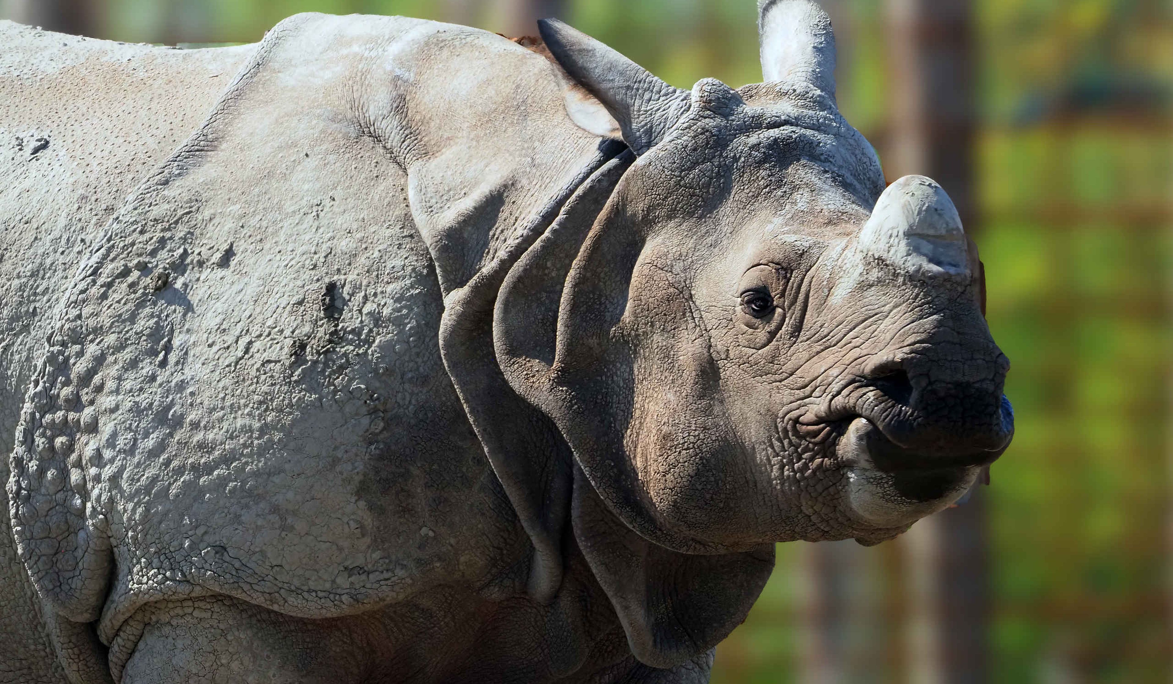 De leukste dierentuin voederpresentaties | Eindhoven Zoo