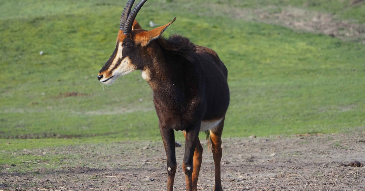 Black horse antelope | All information | Beekse Bergen