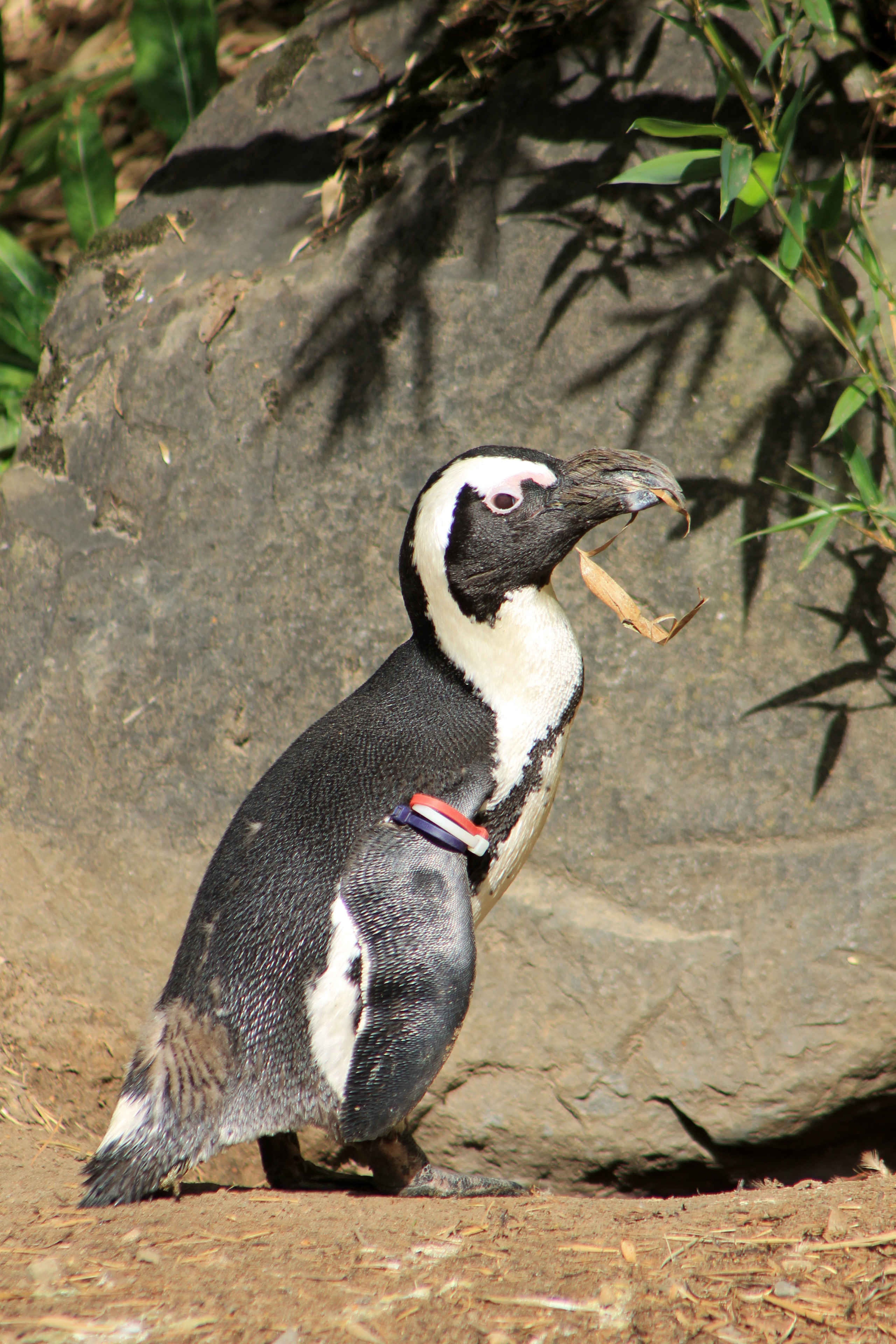 African penguin | All information | Beekse Bergen