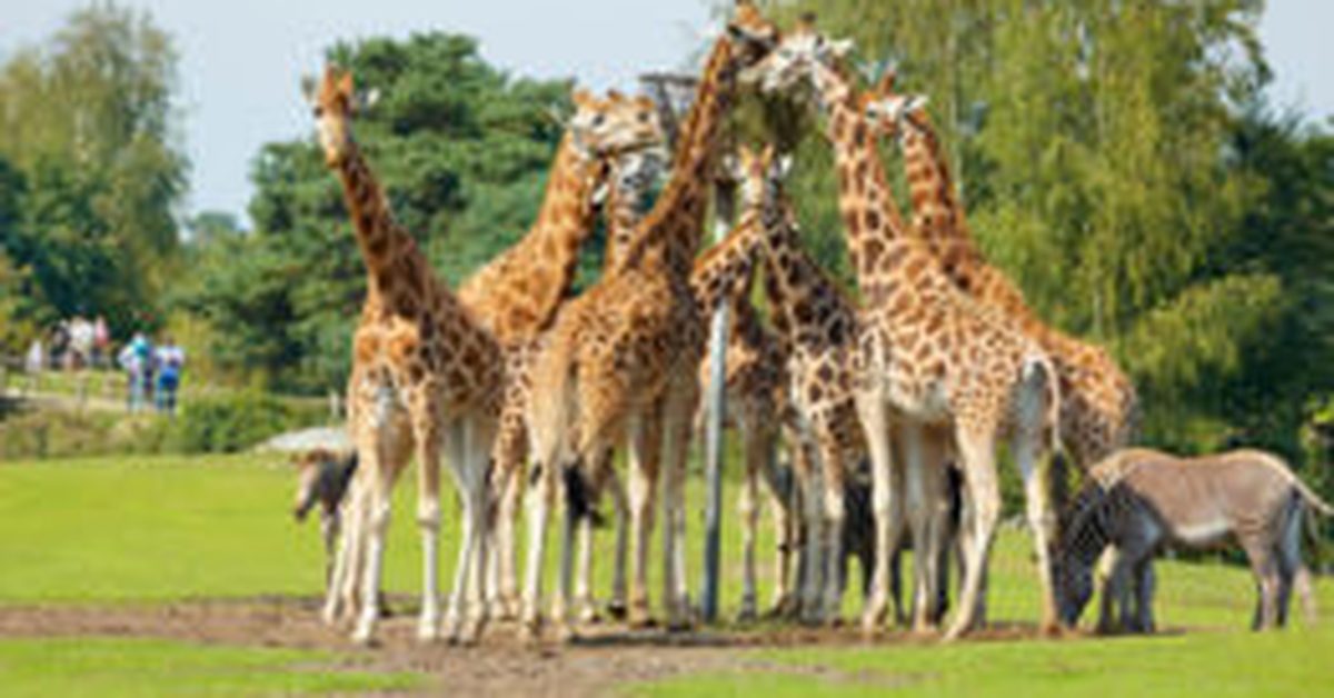 Giraffe | Alle Informationen | Beekse Bergen