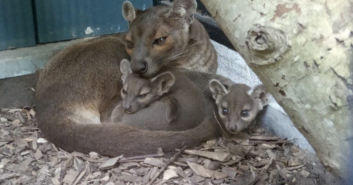 Erste Fossas in den Niederlanden geboren | ZooParc Overloon