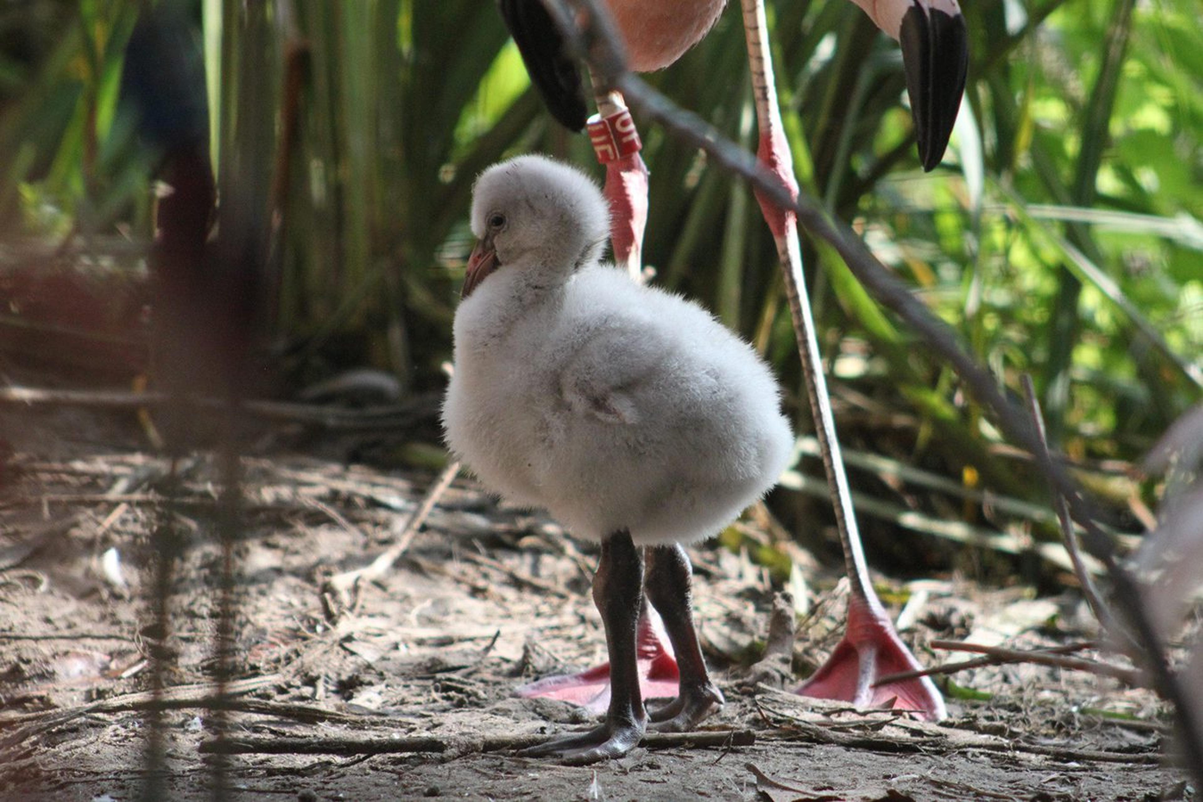 Chilean flamingos hatched for the first time | ZooParc