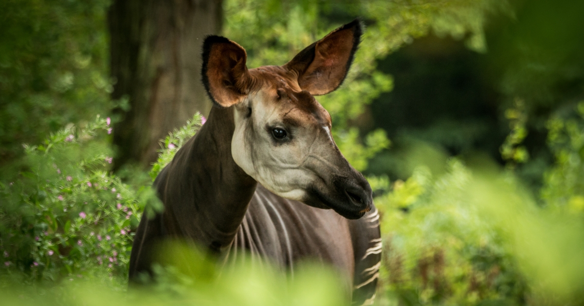 Okapi maakt expeditiegebied Ngyuwe compleet in ZooParc
