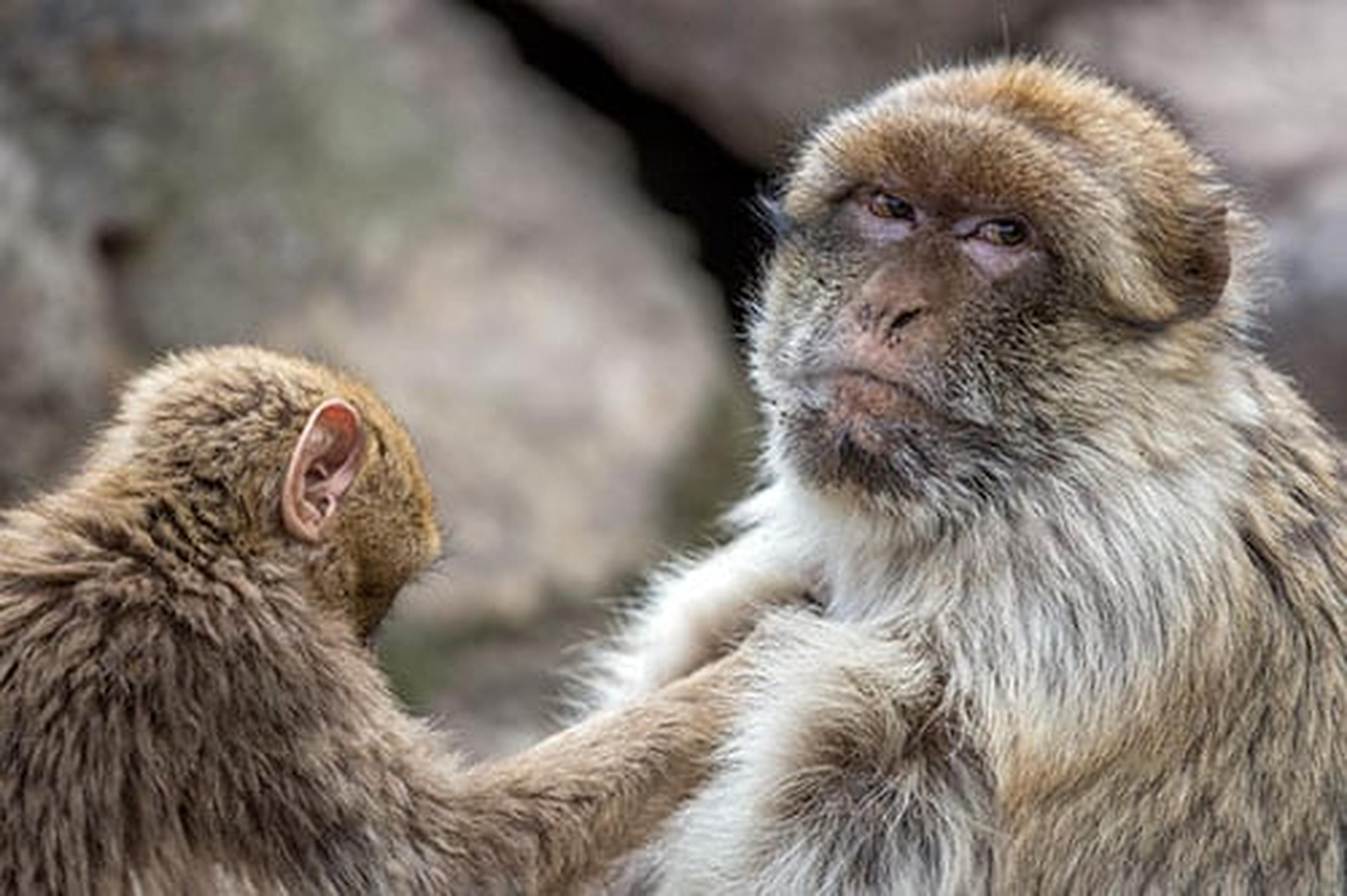 Eindhoven Zoo: problem with peeing monkey Pico - Eindhoven Zoo