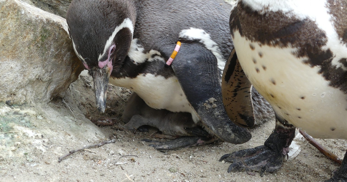 Special birth: first penguin cub hatched| Eindhoven Zoo