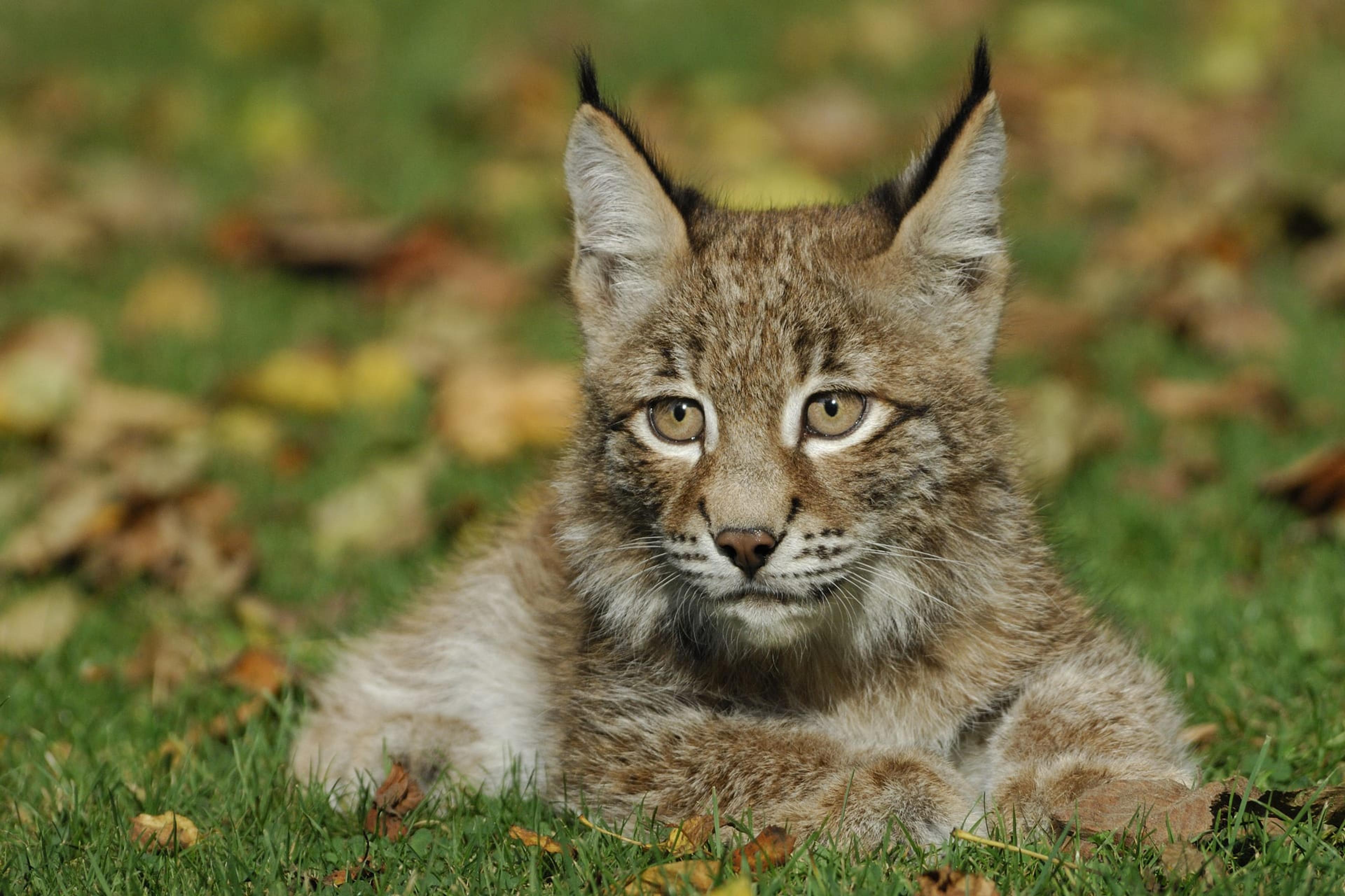 Lynx born in Eindhoven Zoo, hooray! - Eindhoven Zoo
