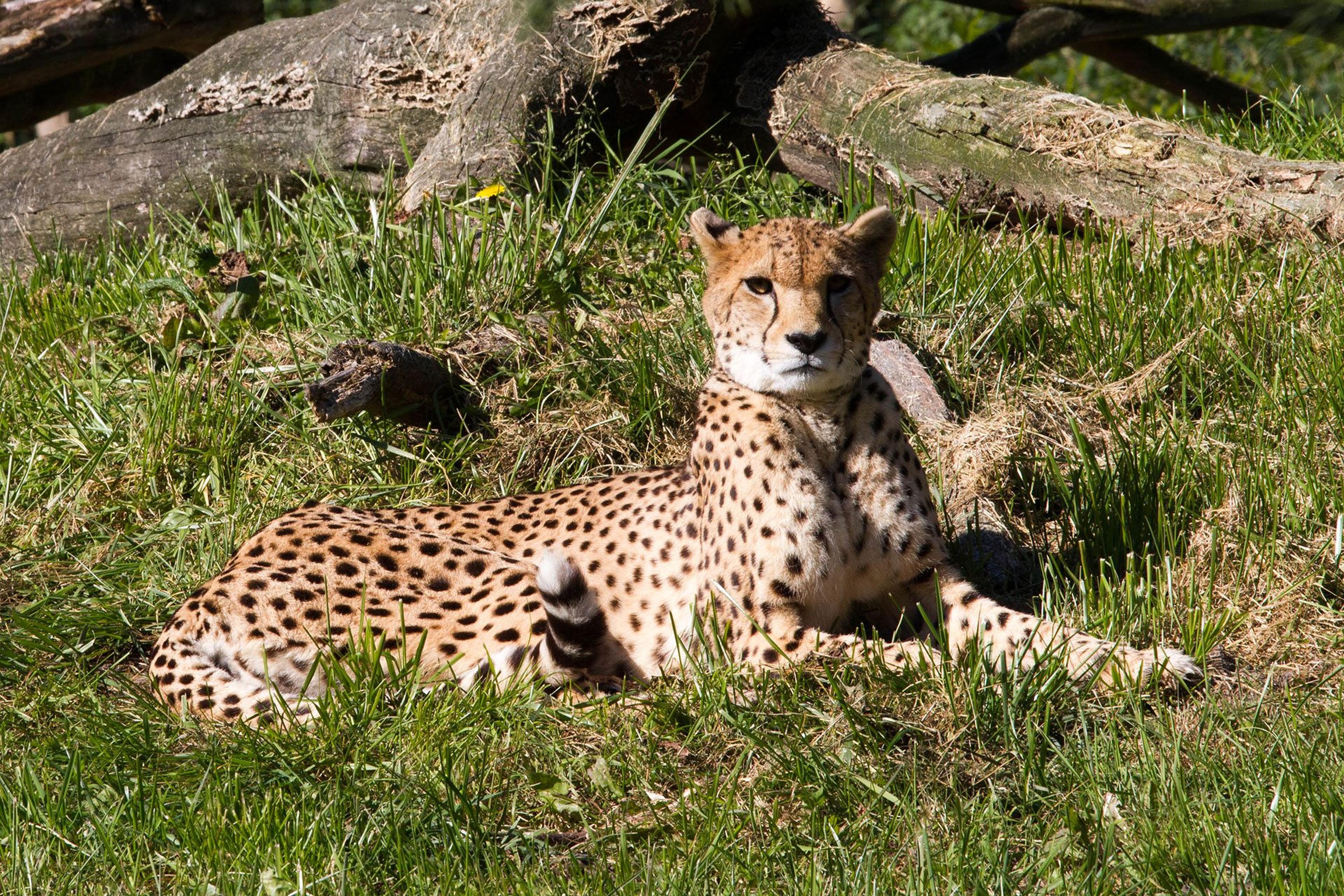 Uniek! Word dierenverzorger voor een dag | ZooParc Overloon